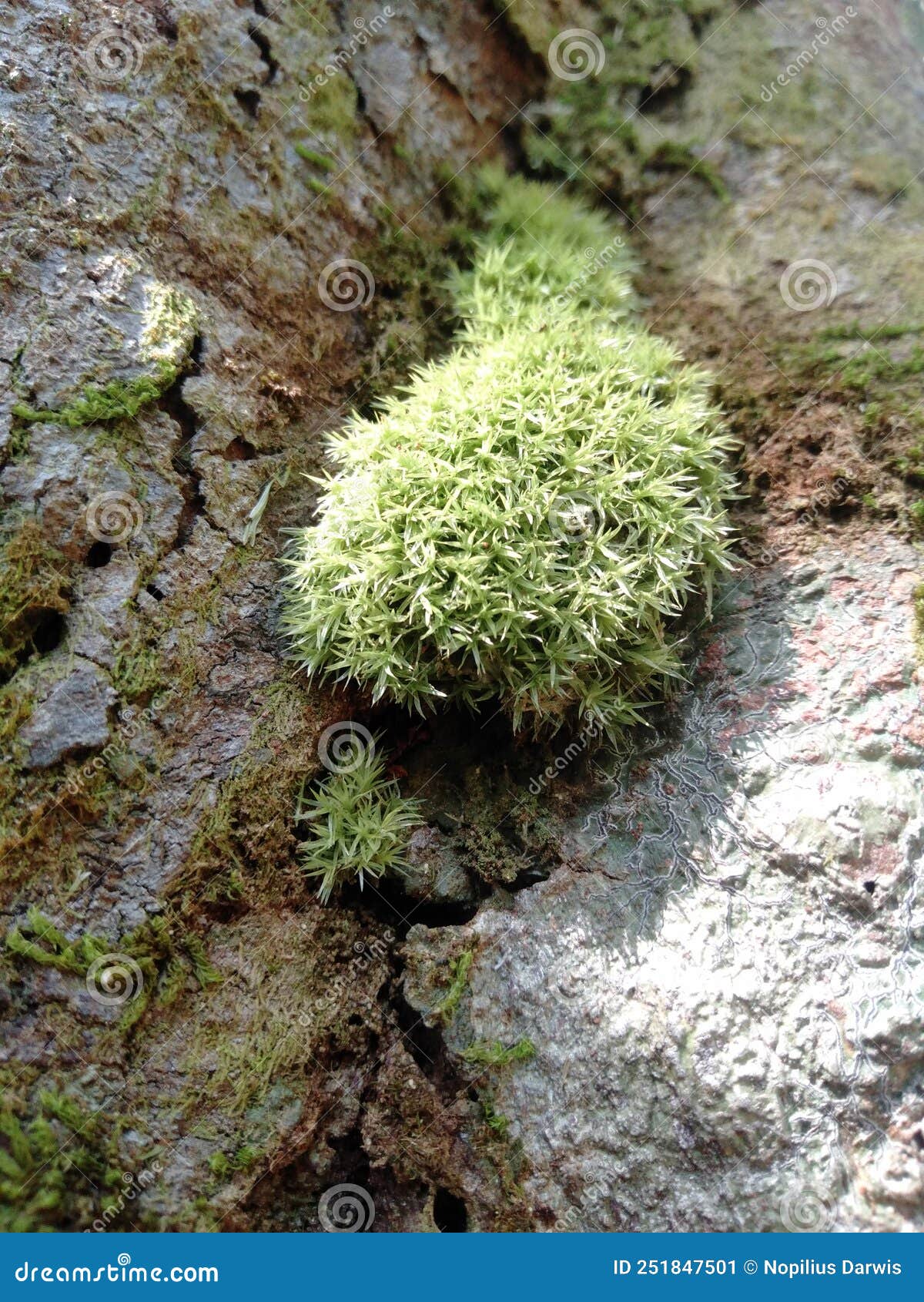 Borneo Rainforest Tree Moss Stock Image - Image of tree, leaf: 251847501