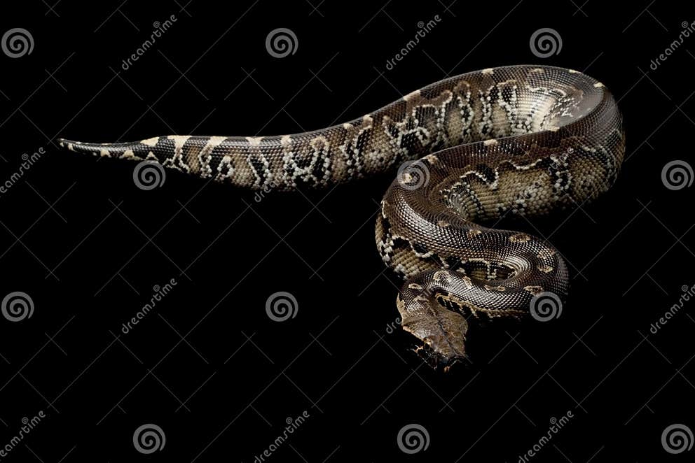 Borneo Short-tailed Blood Python Stock Photo - Image of crawling ...