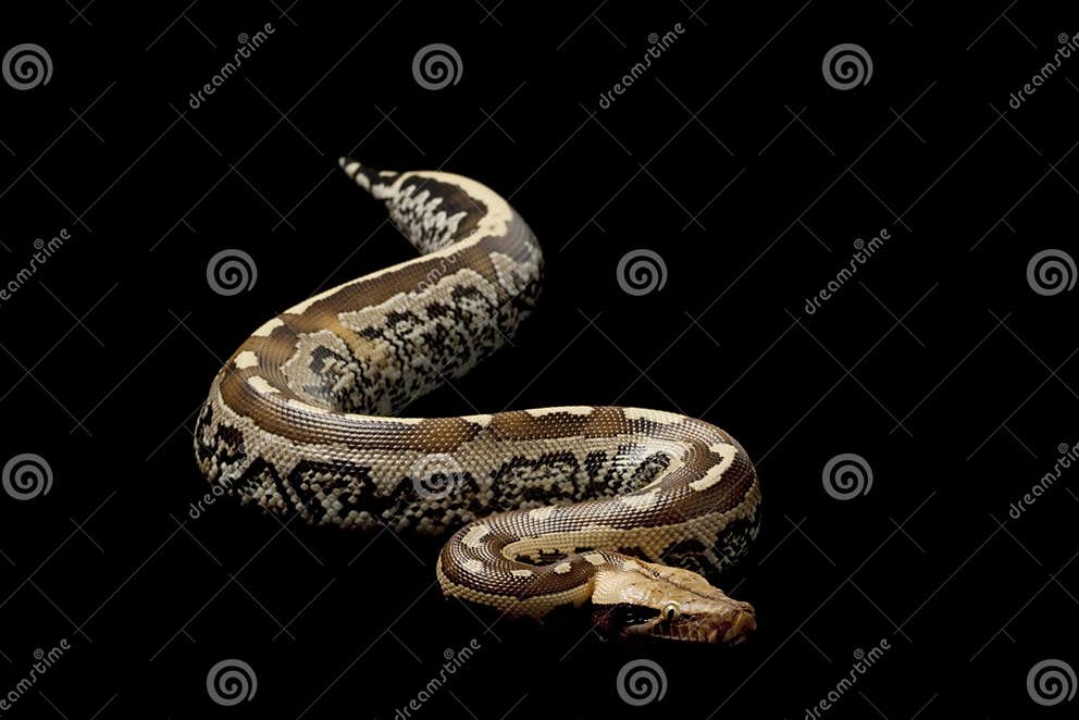 Borneo Short-tailed Blood Python Stock Photo - Image of snake, space ...