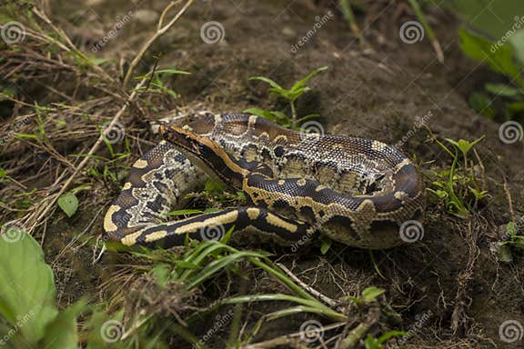 Borneo Short-tailed Blood Python Snake Python Curtus Breitensteini ...