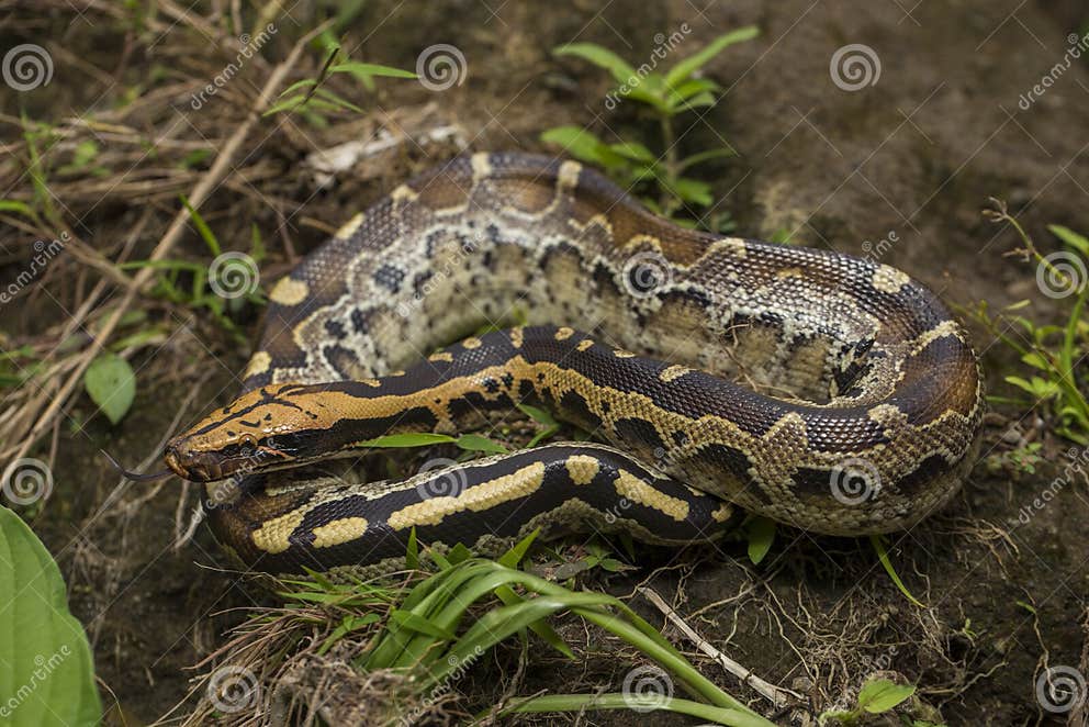 Borneo Short-tailed Blood Python Snake Python Curtus Breitensteini ...