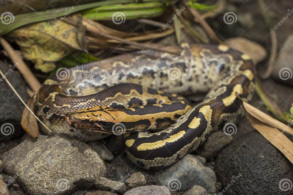 Borneo Short-tailed Blood Python Snake Python Curtus Breitensteini ...