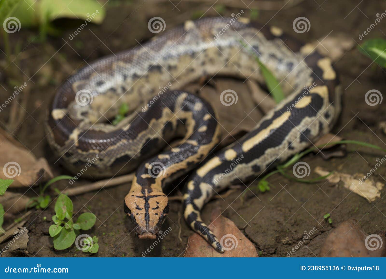 Borneo Short-tailed Blood Python Snake Python Curtus Breitensteini ...