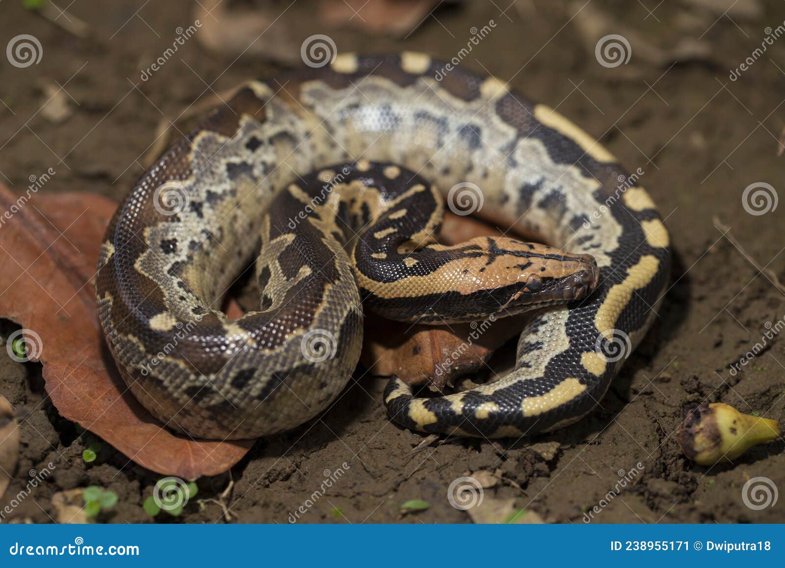 Borneo Short-tailed Blood Python Snake Python Curtus Breitensteini ...