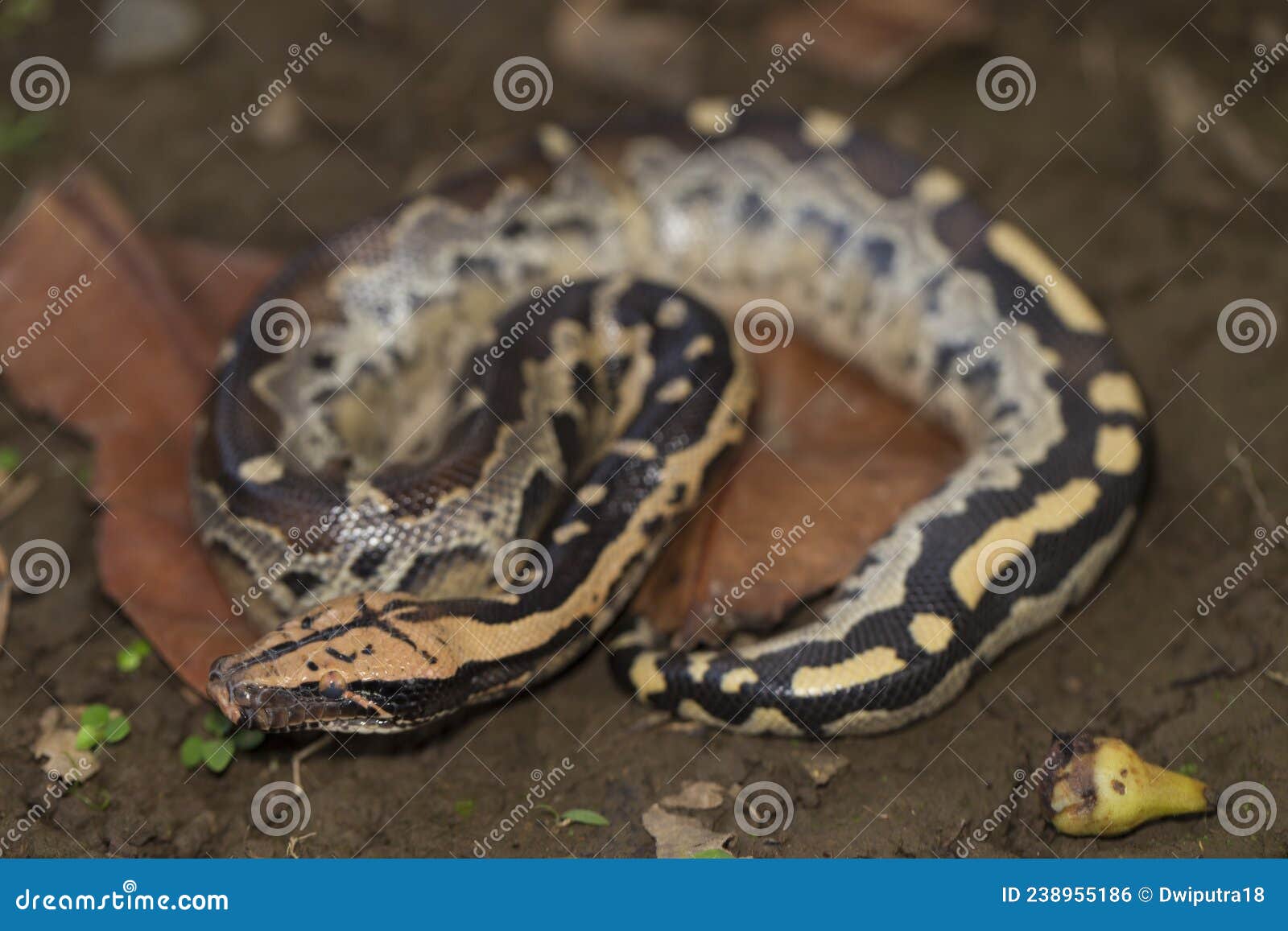 Borneo Short-tailed Blood Python Snake Python Curtus Breitensteini Stock Photo - Image of nature ...