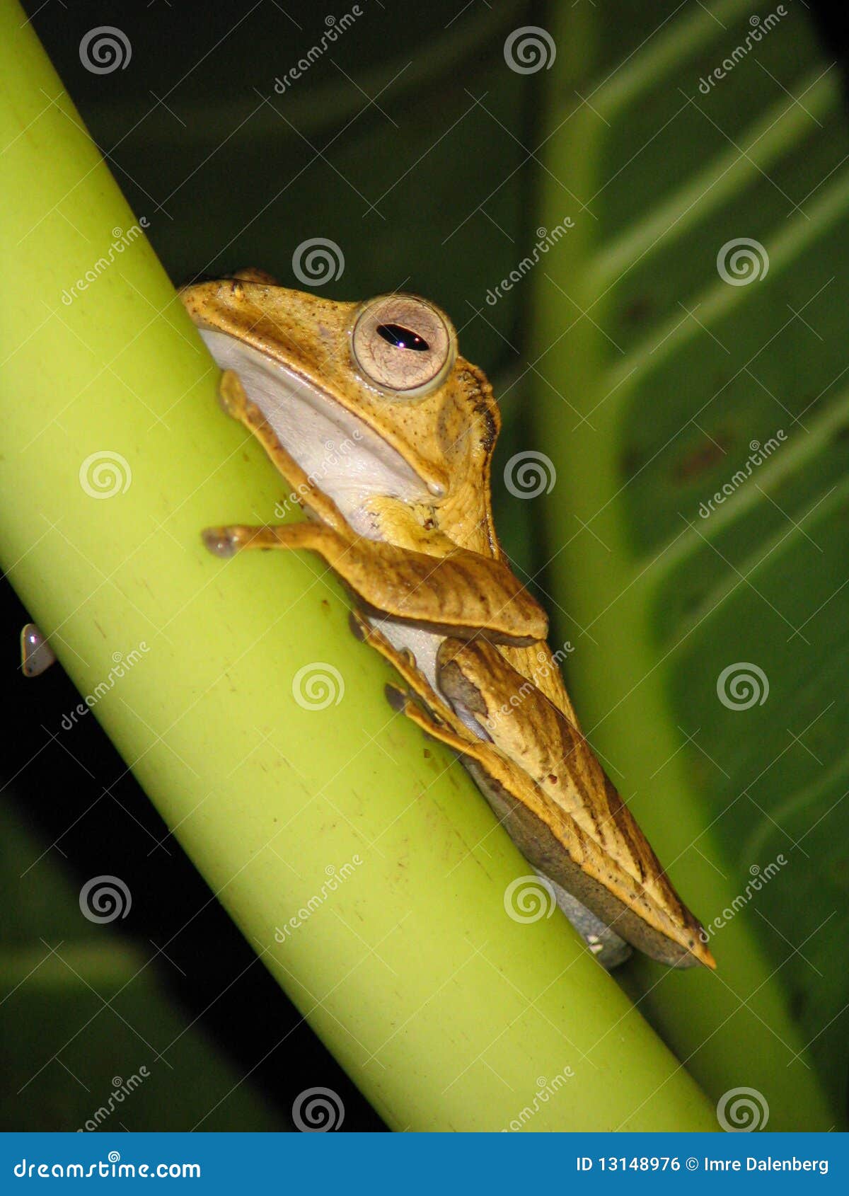 Borneo Tree Frog stock photo. Image of life, humid, biology - 13148976