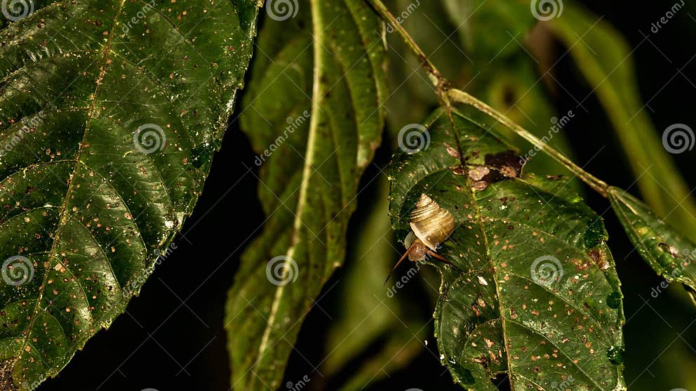 Borneo tree snail stock photo. Image of animal, shell - 237360346