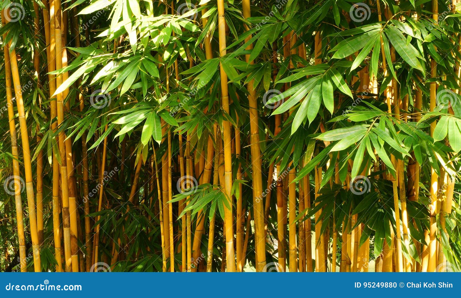 Borneo tropical bamboo stock photo. Image of clean, colorful - 95249880