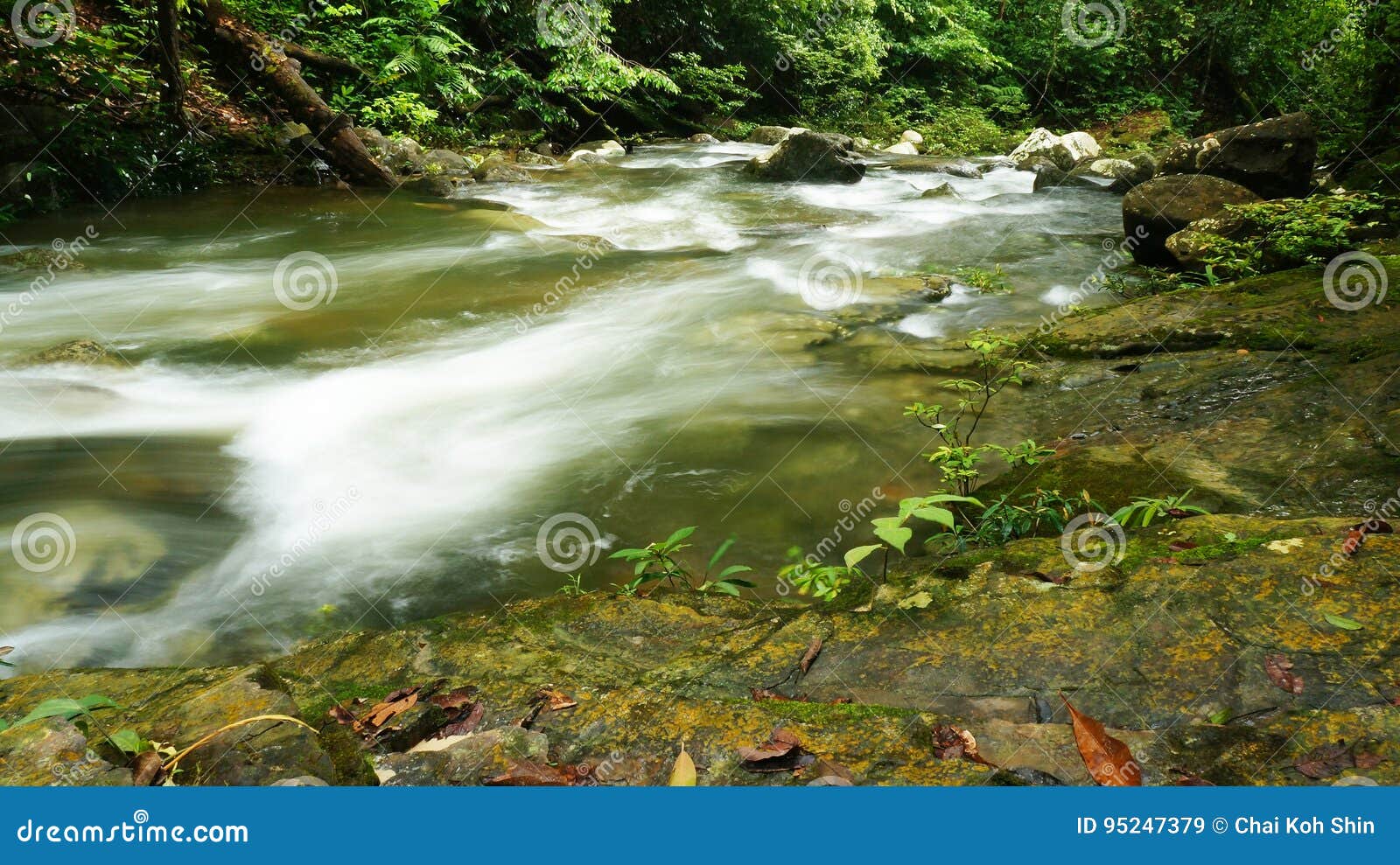 Borneo Tropical Rain Forest Stream Fall Stock Image - Image of tropical ...