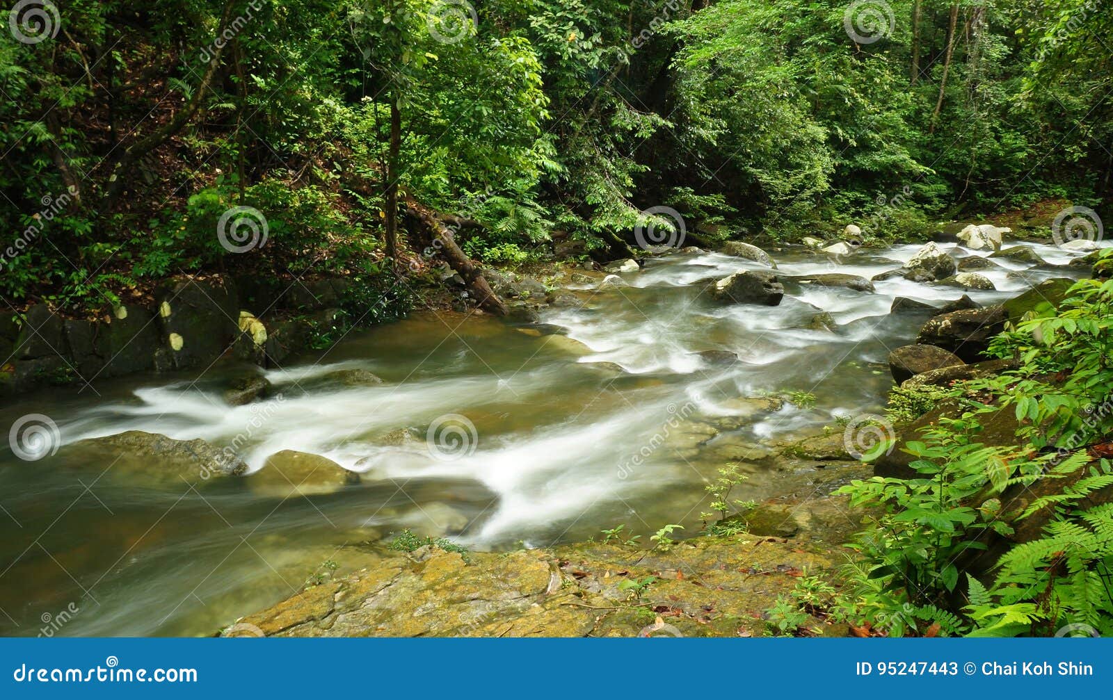 Borneo Tropical Rain Forest Stream Fall Stock Image - Image of stream ...