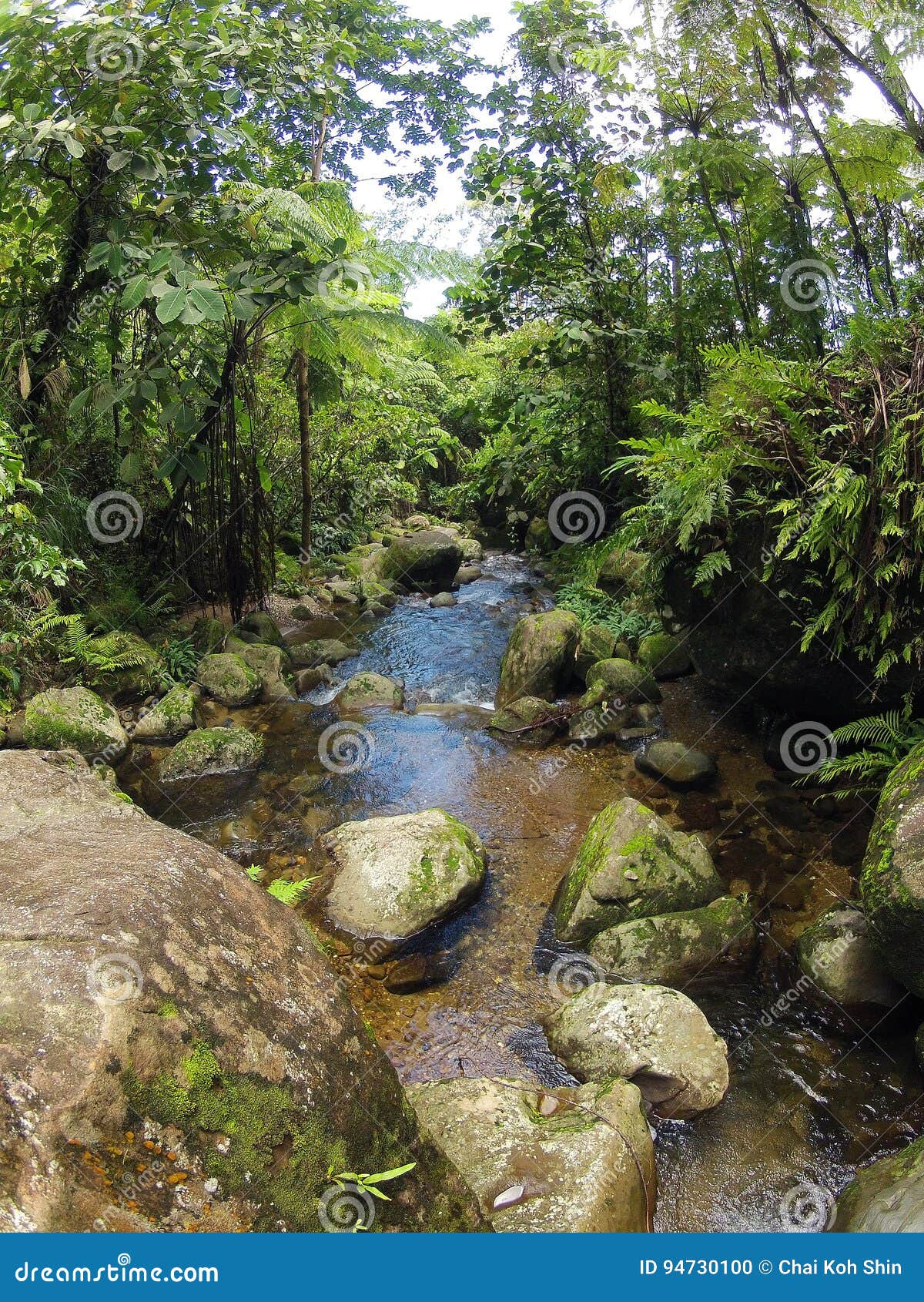 Borneo Tropical Rain Forest Stream Fall Stock Photo - Image of rocks ...