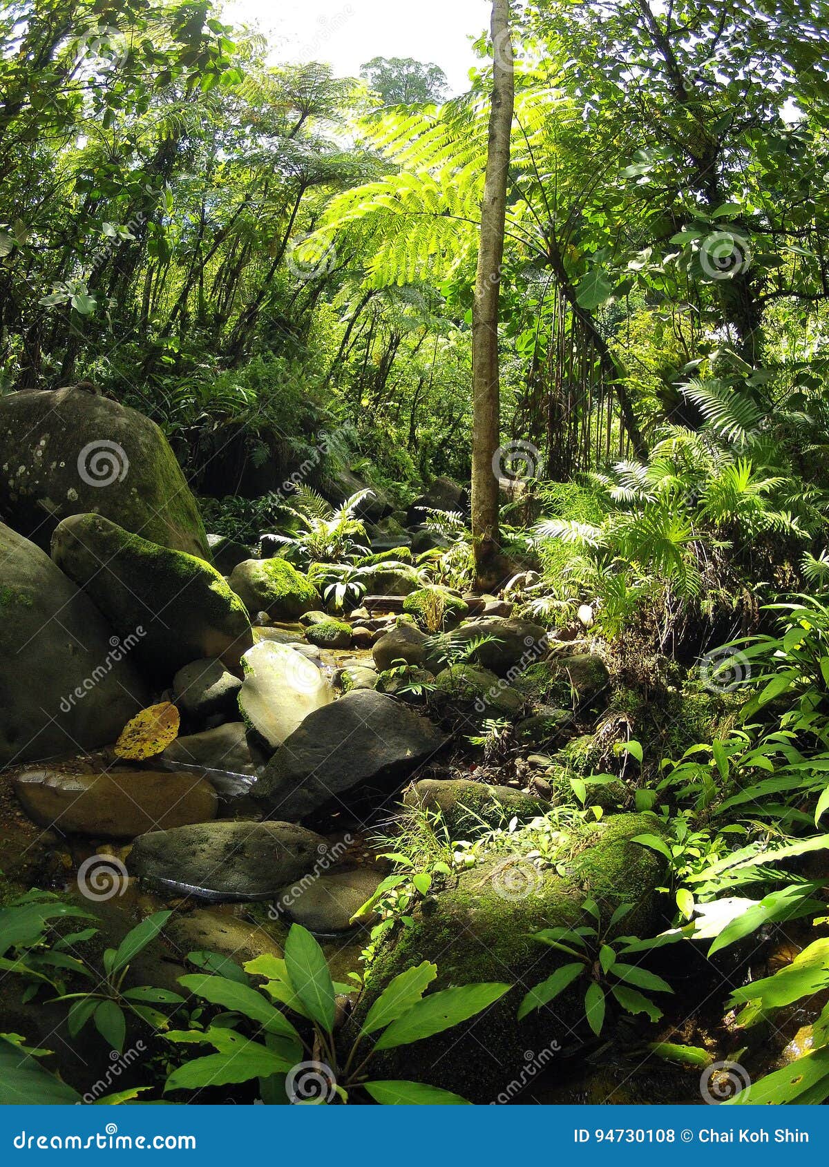 Borneo Tropical Rain Forest Stream Fall Stock Photo - Image of ...