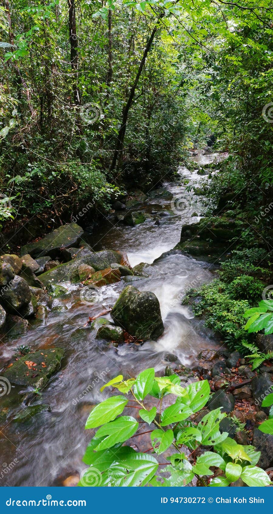 Borneo Tropical Rain Forest Stream Fall Stock Photo - Image of colorful ...