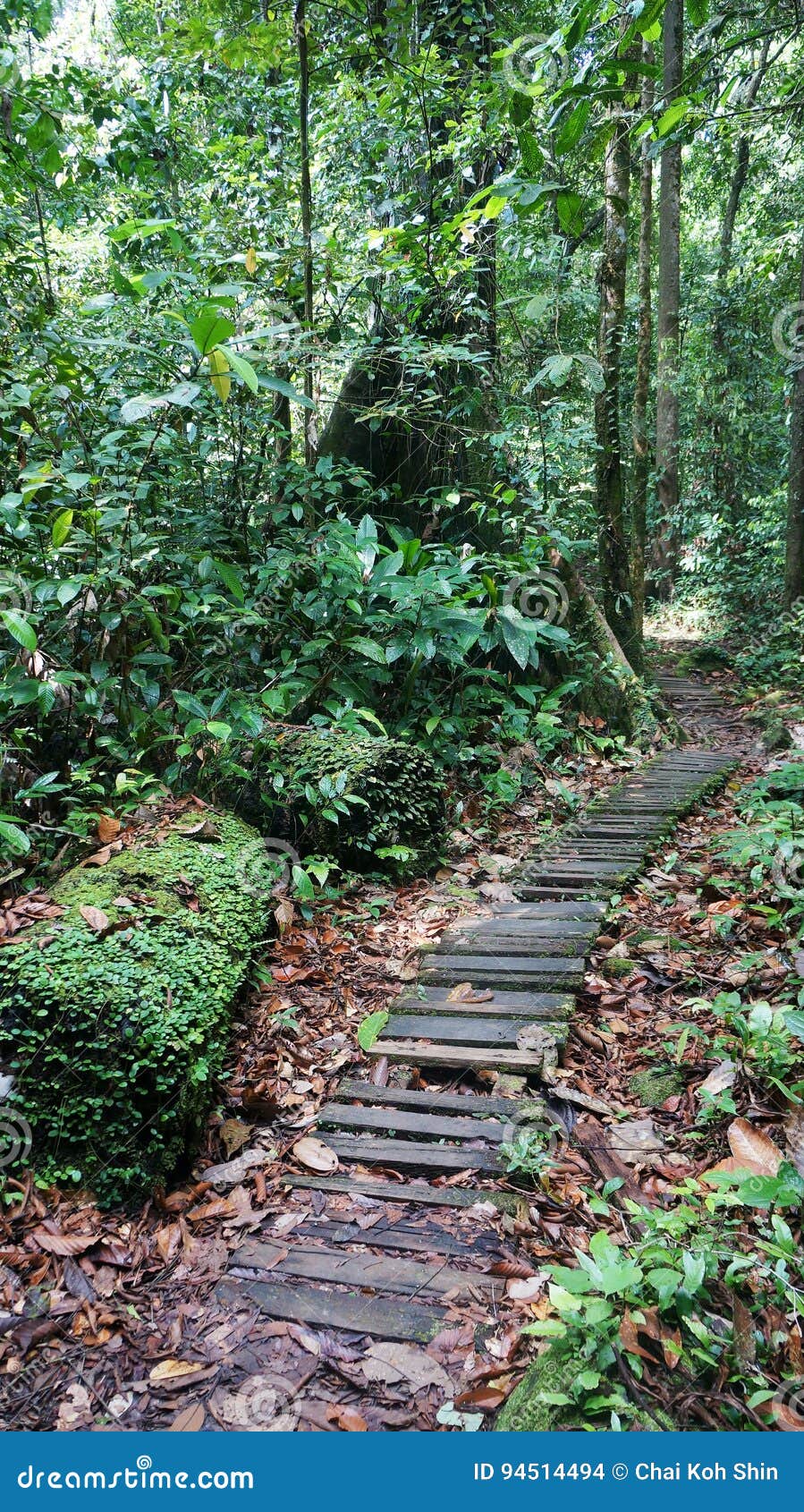 Borneo Tropical Rain Forest Wooden Walk Path Stock Photo - Image of ...