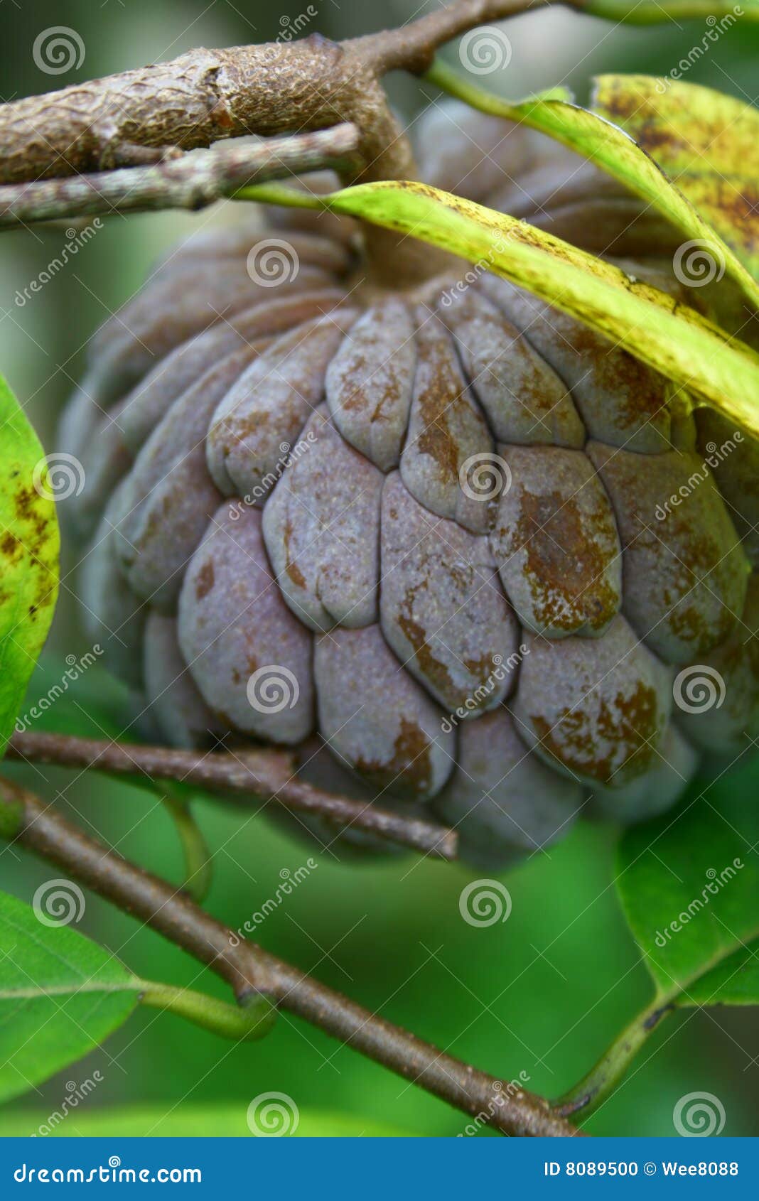 Borneo Tropical Sugar Apple Stock Photo - Image of squamosa, fruit: 8089500