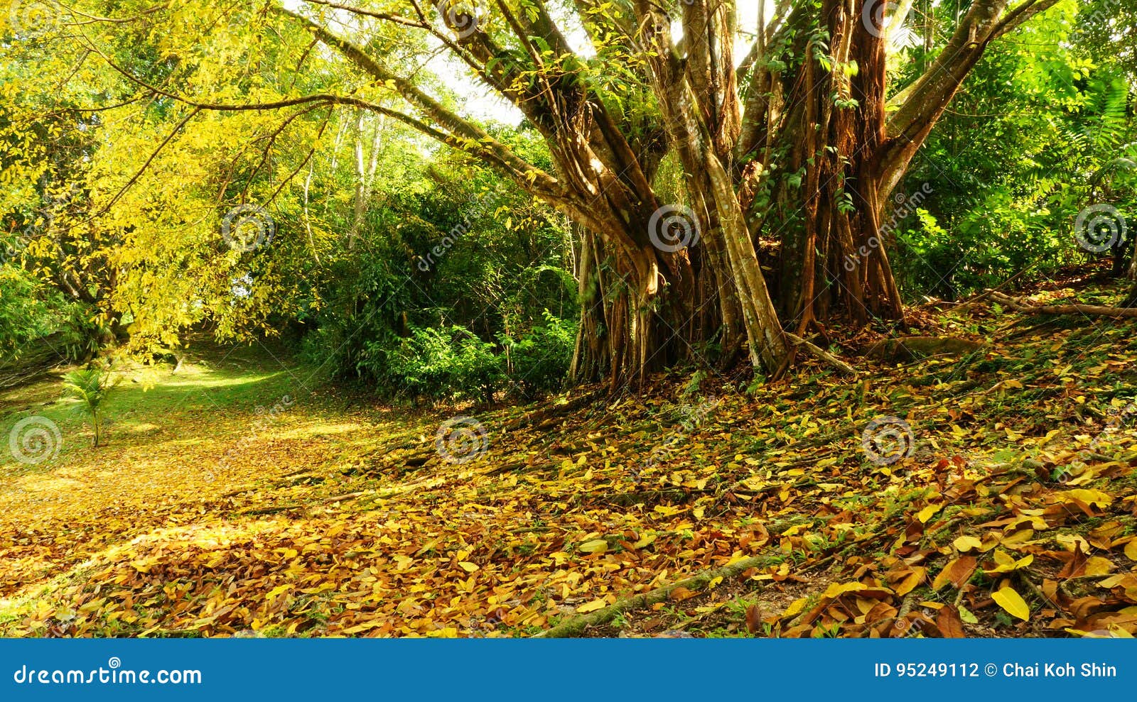 Borneo Tropical Tree with Falling Leaves Stock Photo - Image of nature ...