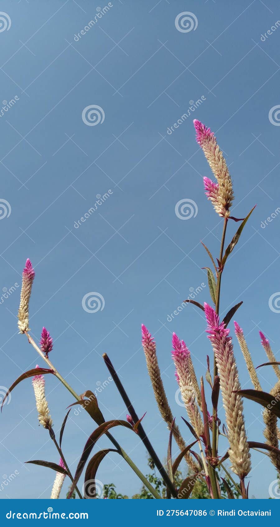 Boroco with Blue Sky Background Stock Photo - Image of blossom, white ...