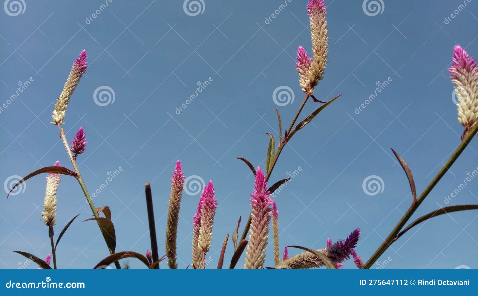 Boroco with Blue Sky Background Stock Photo - Image of leaves, spring ...