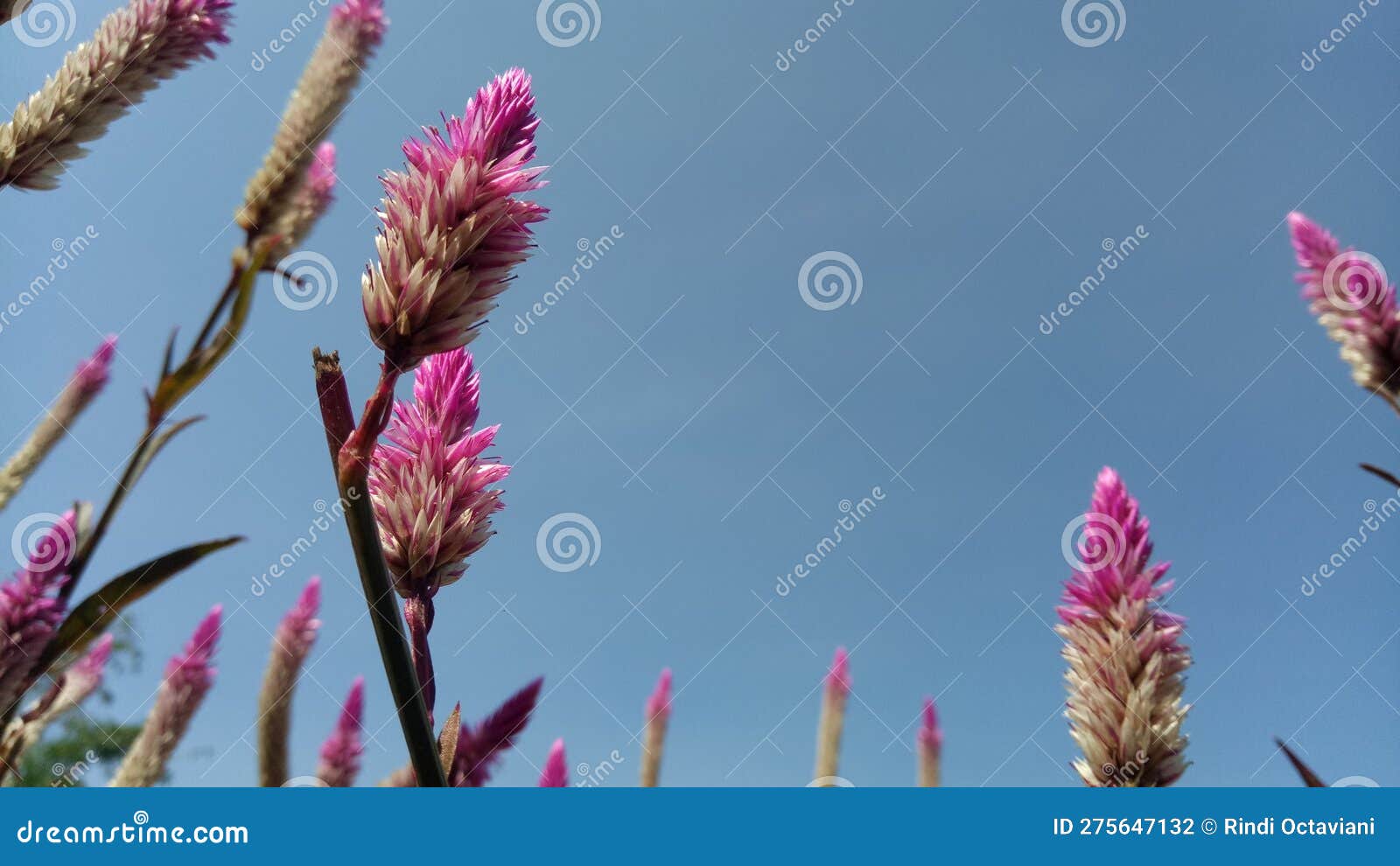 Boroco with Blue Sky Background Stock Photo - Image of daylight, flower ...