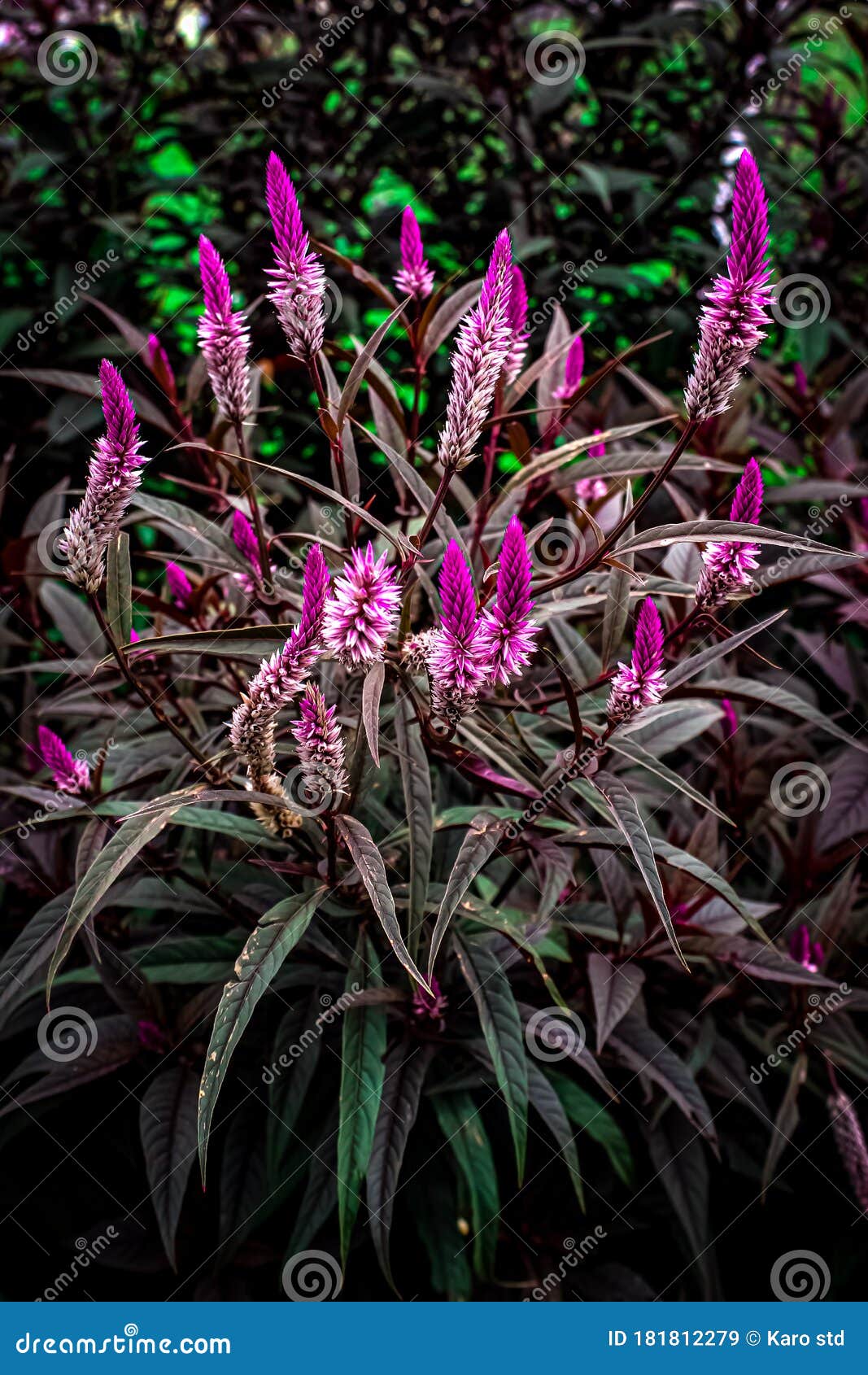 Boroco Flowers that Look Beautiful and Exotic Stock Image - Image of ...