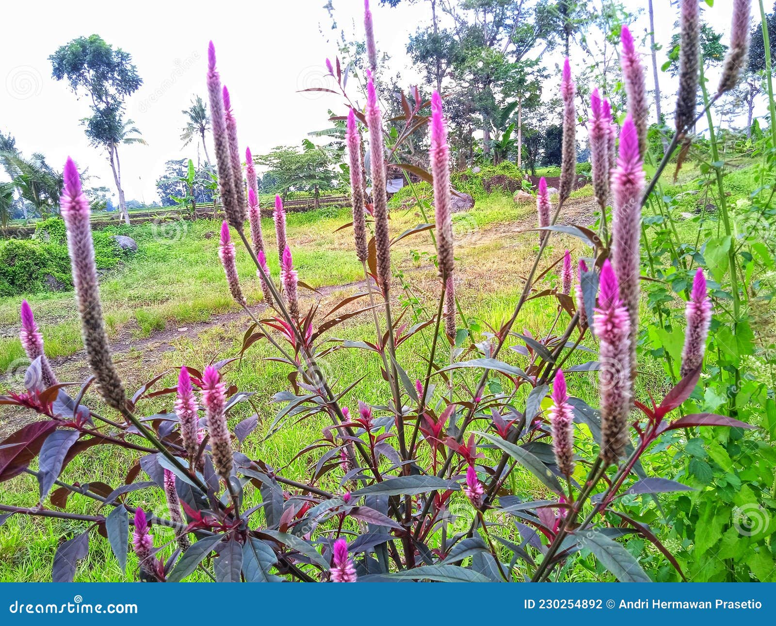 Boroco flowers that thrive stock photo. Image of shrub - 230254892