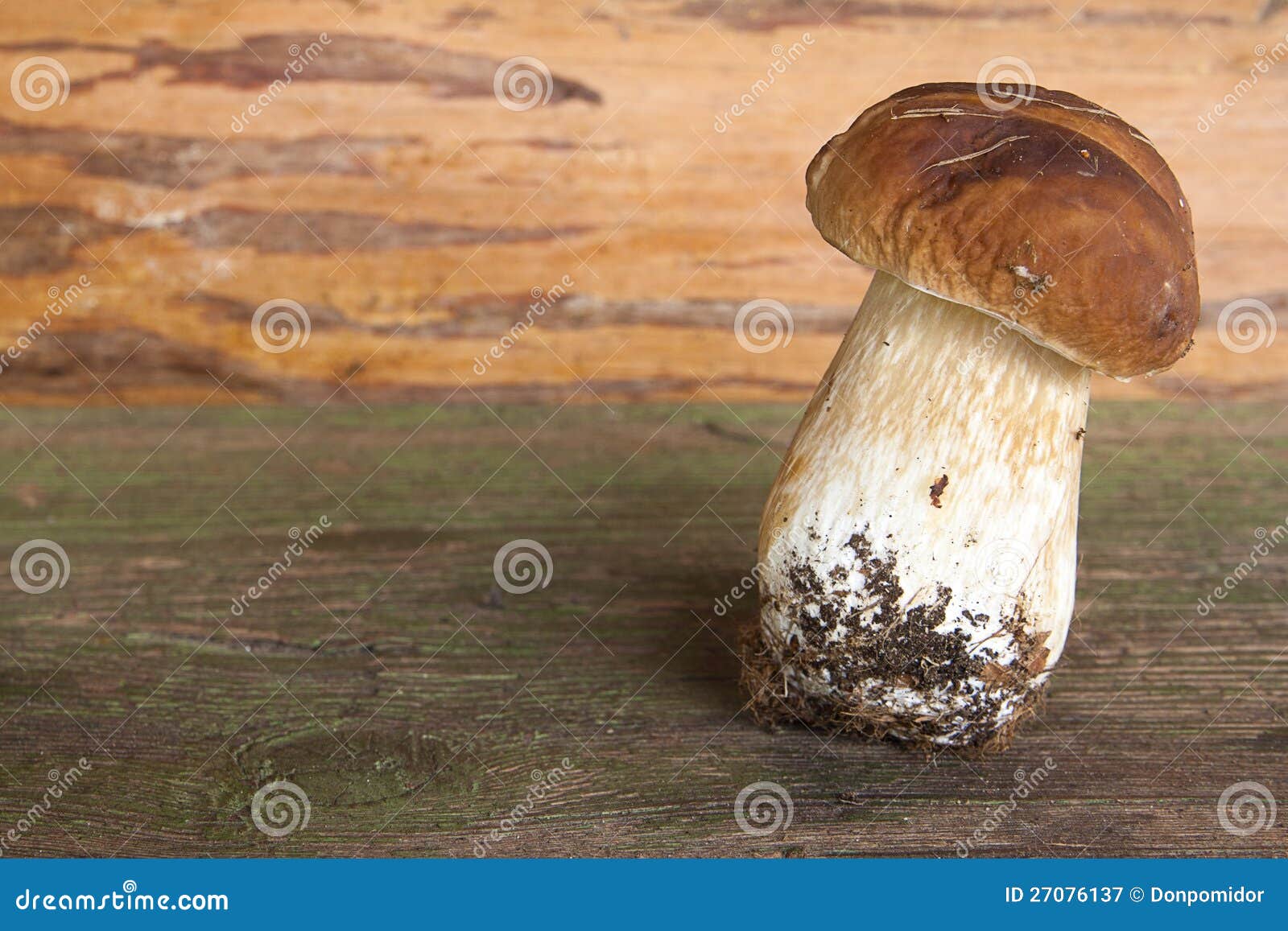 Borovik Mushroom in Wood Wall Stock Image - Image of macro, healthy ...