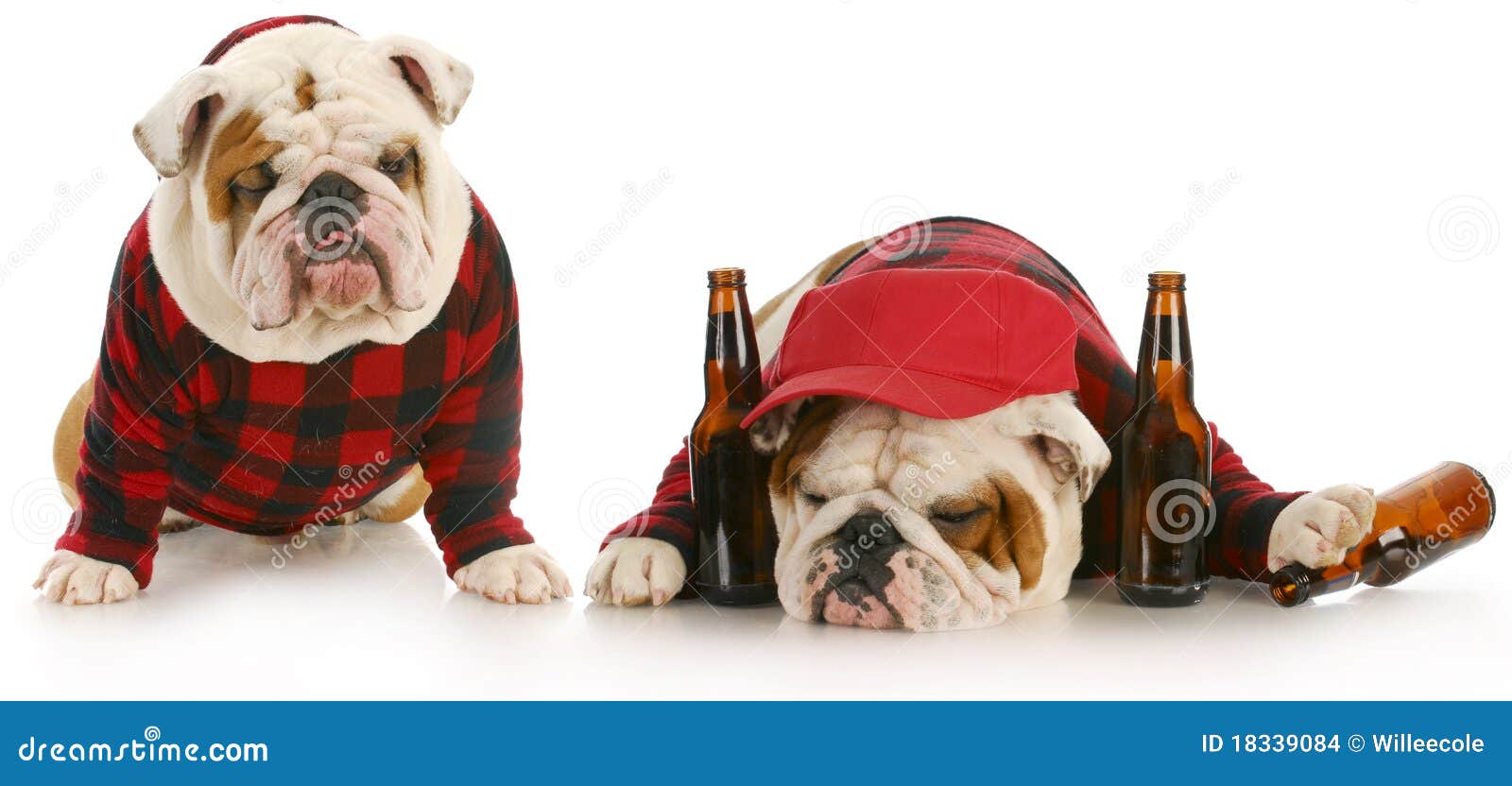 Borracho como perro foto de archivo. Imagen de buldog - 18339084