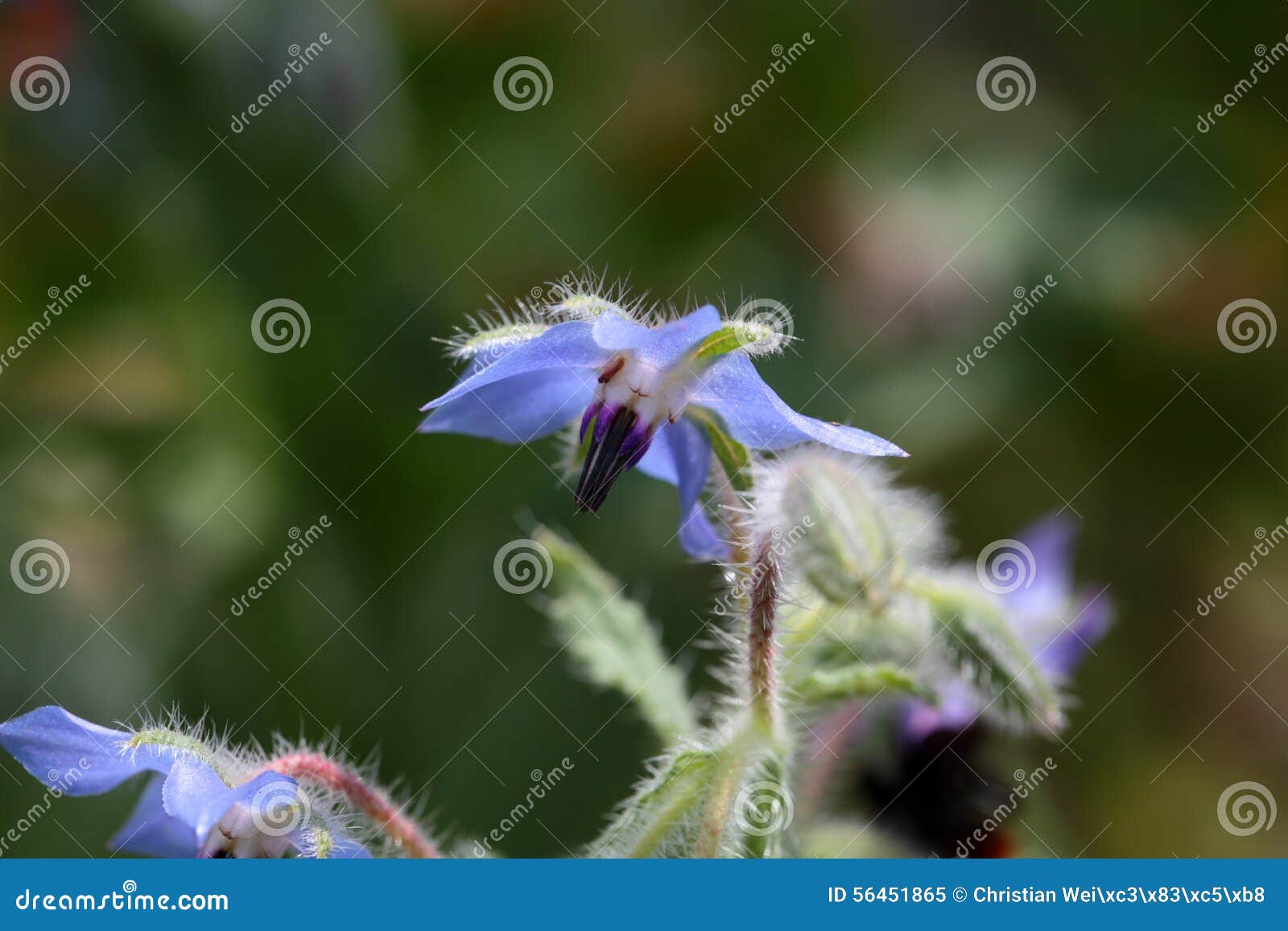Borragine (borago Officinalis) Immagine Stock - Immagine di verde ...