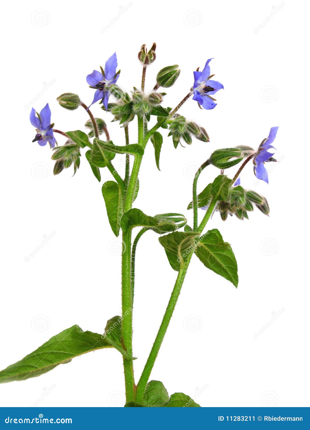 Borragine (officinalis Del Borago) Immagine Stock - Immagine di ...