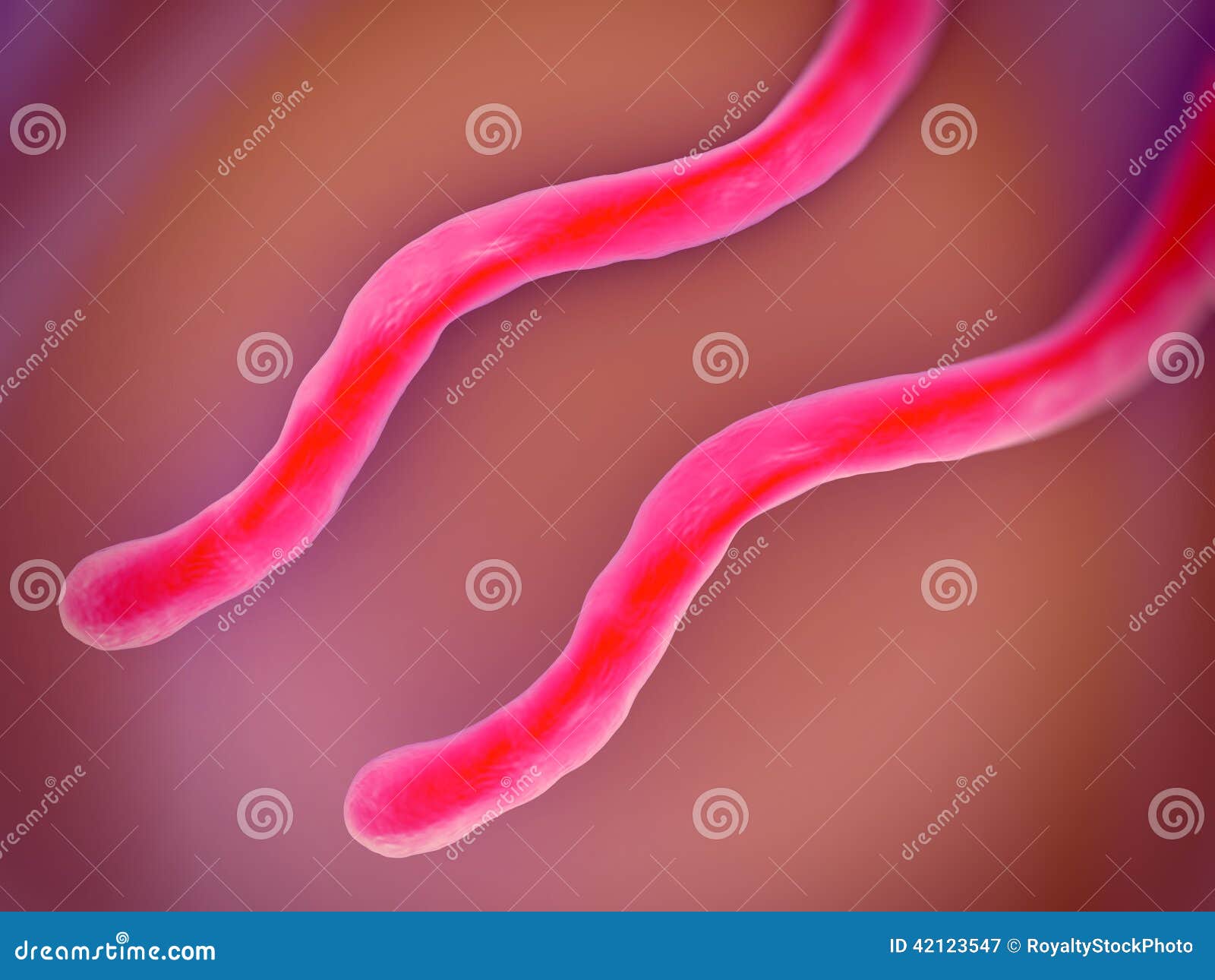 Borrelia burgdorferi stock illustration. Illustration of indication ...