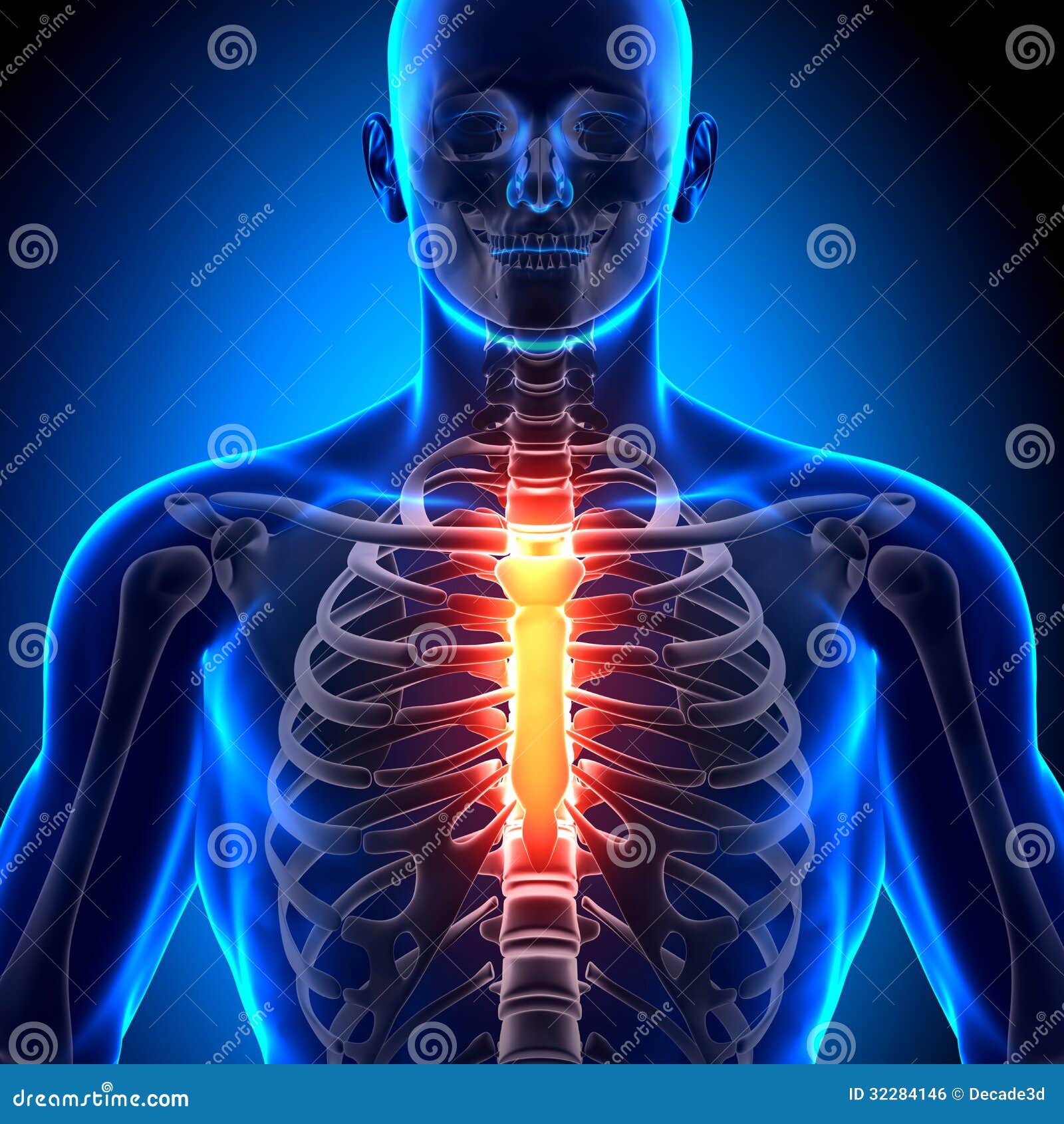 Borstbeen - Anatomiebeenderen Stock Illustratie - Illustration of ...