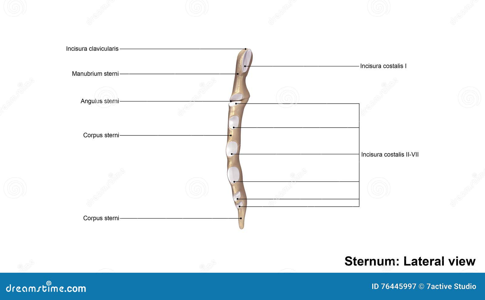 Borstbeen Zijmening stock illustratie. Illustration of been - 76445997