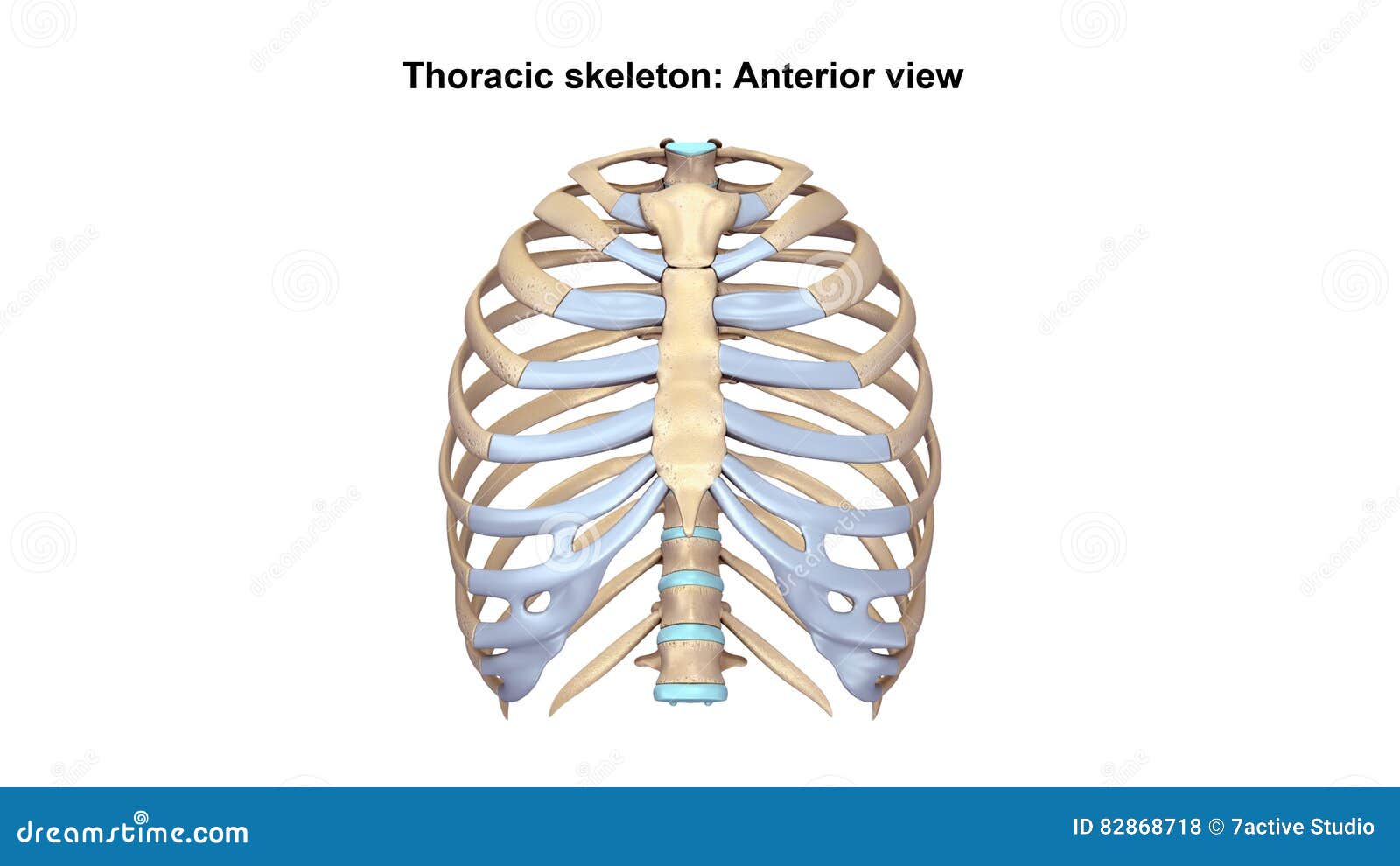 Borstskelet Voorafgaande Mening Stock Illustratie - Illustration of ...