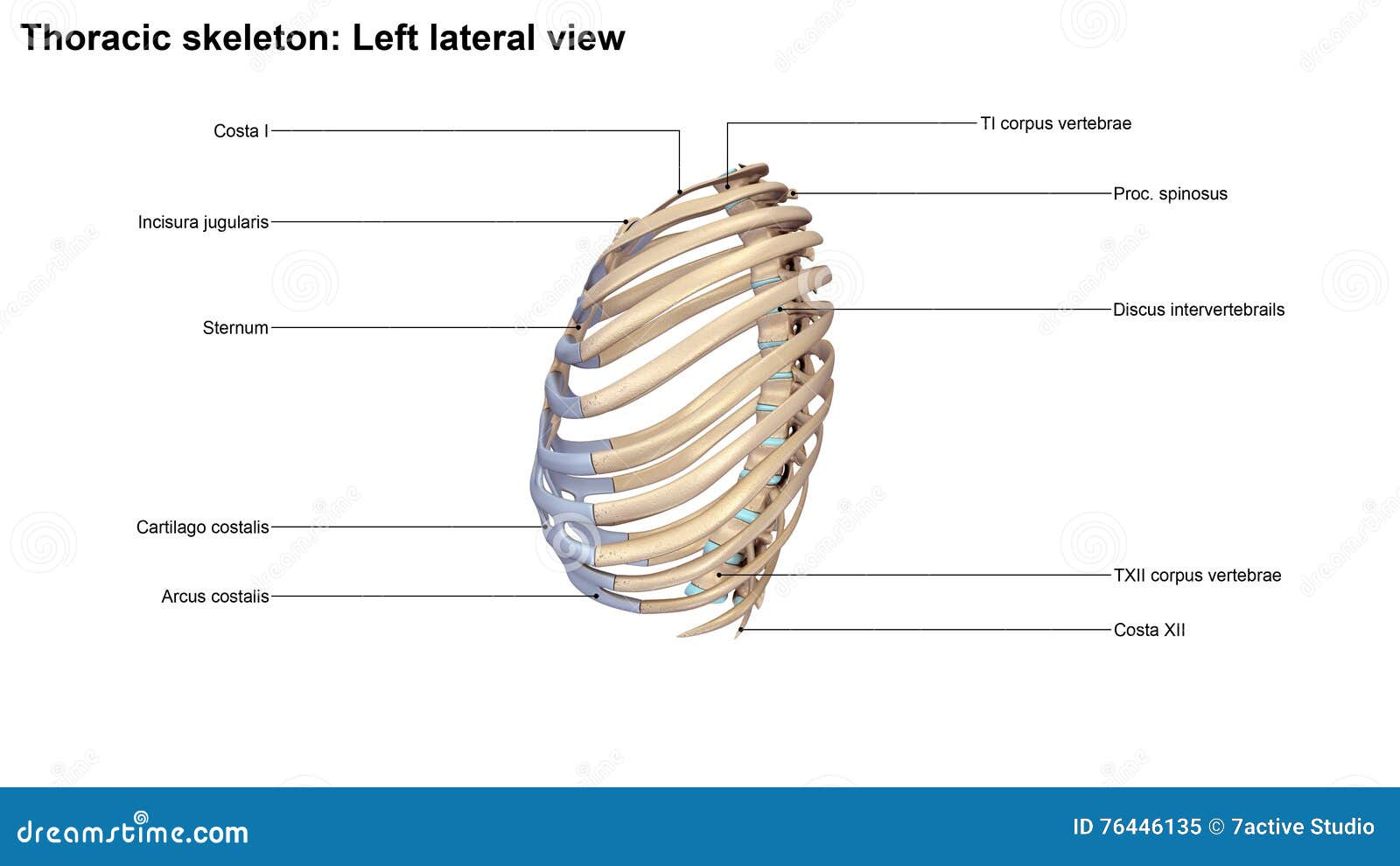 Borstskelet Zijmening stock illustratie. Illustration of borstbeen ...