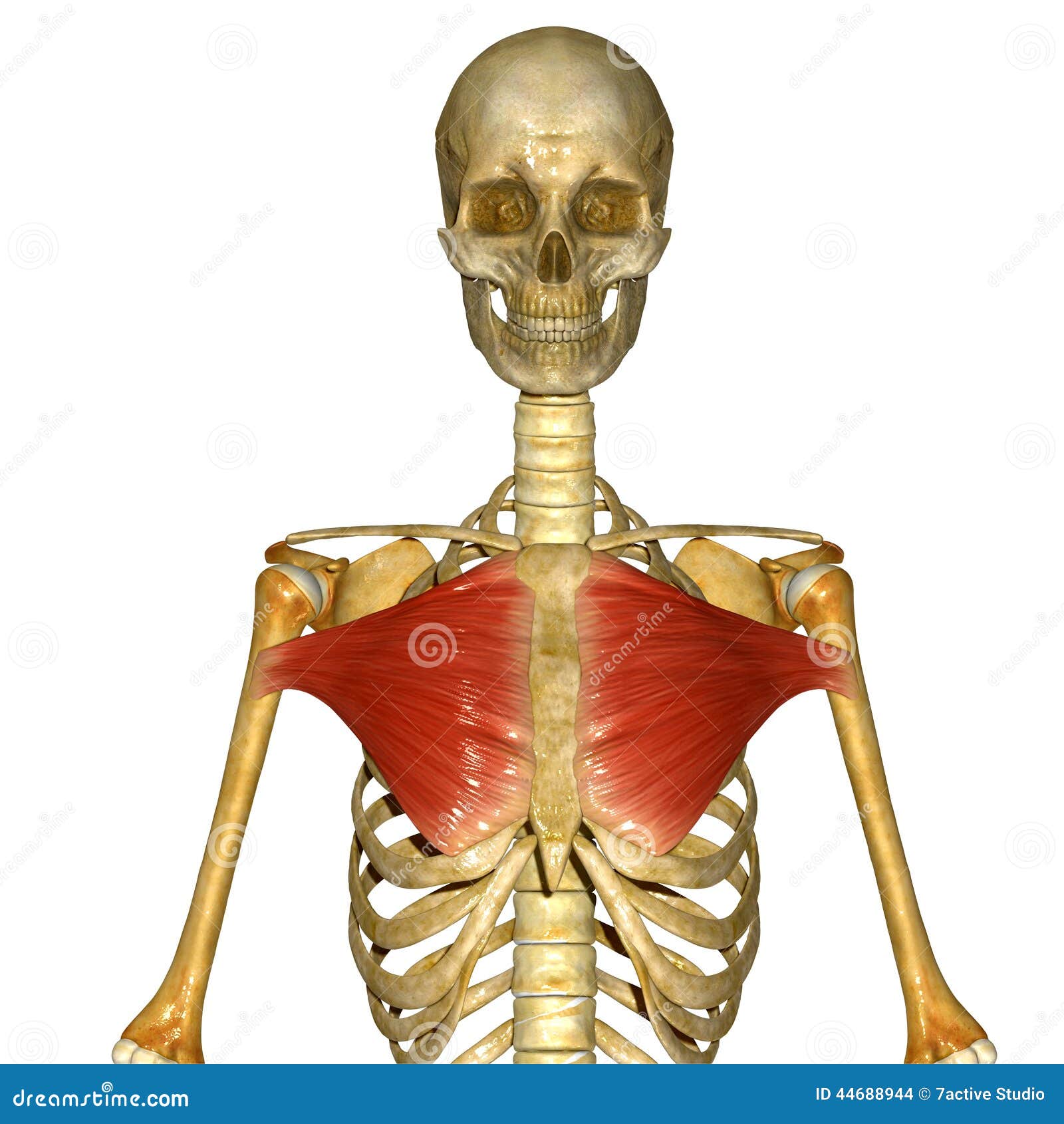 Borstspieren stock illustratie. Illustration of persoon - 44688944
