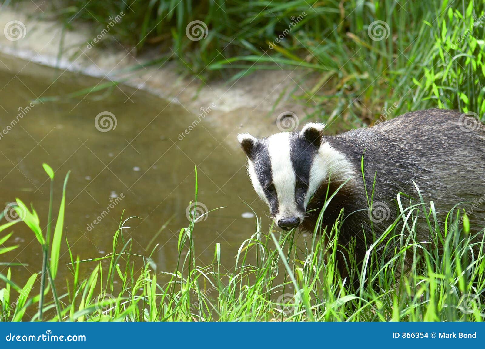 Borsuk zdjęcie stock. Obraz złożonej z drapieżczy, natura - 866354