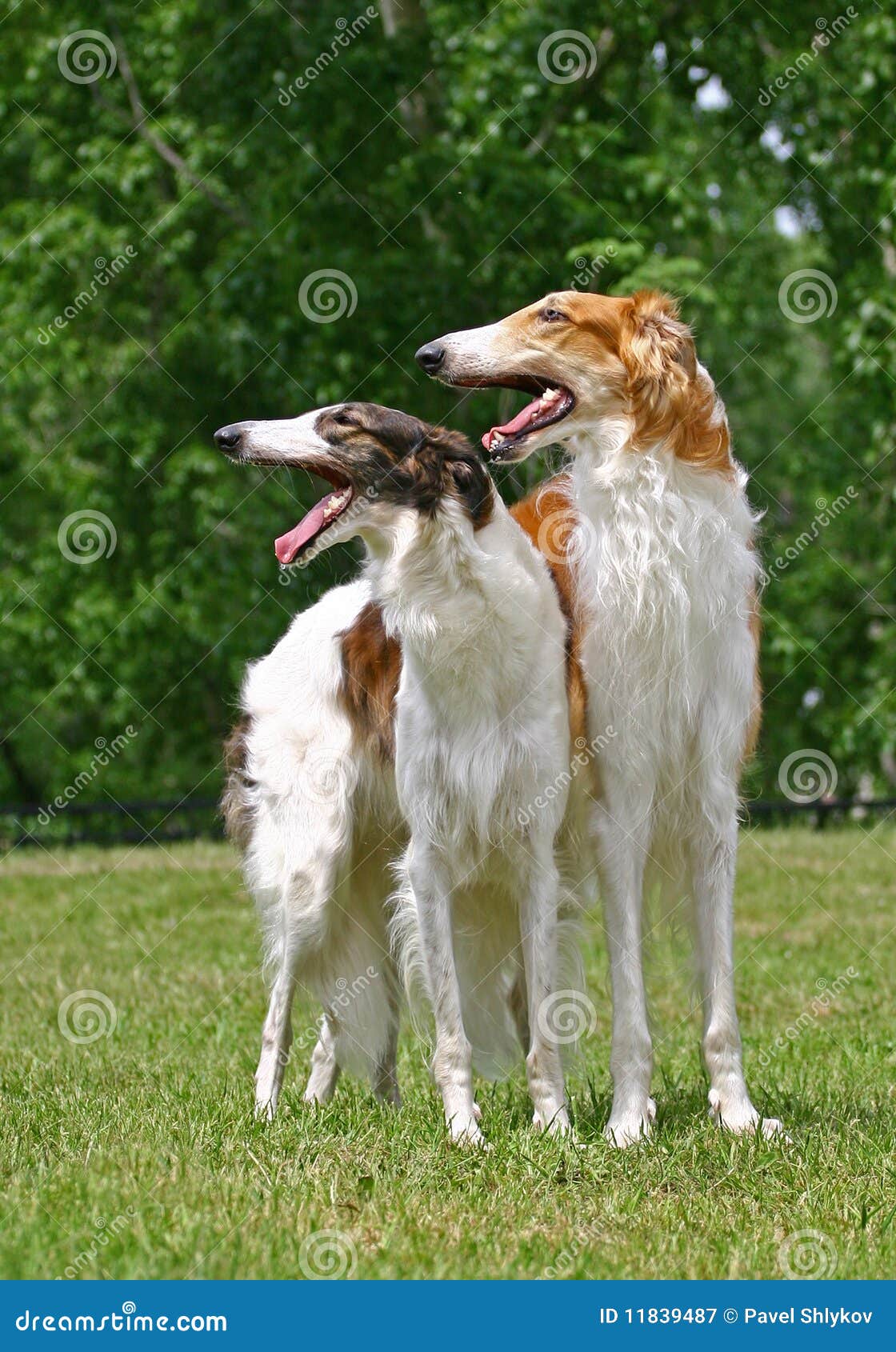 Borzoi stock image. Image of culture, adult, purebred - 11839487