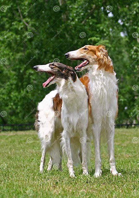 Borzoi stock image. Image of culture, adult, purebred - 11839487