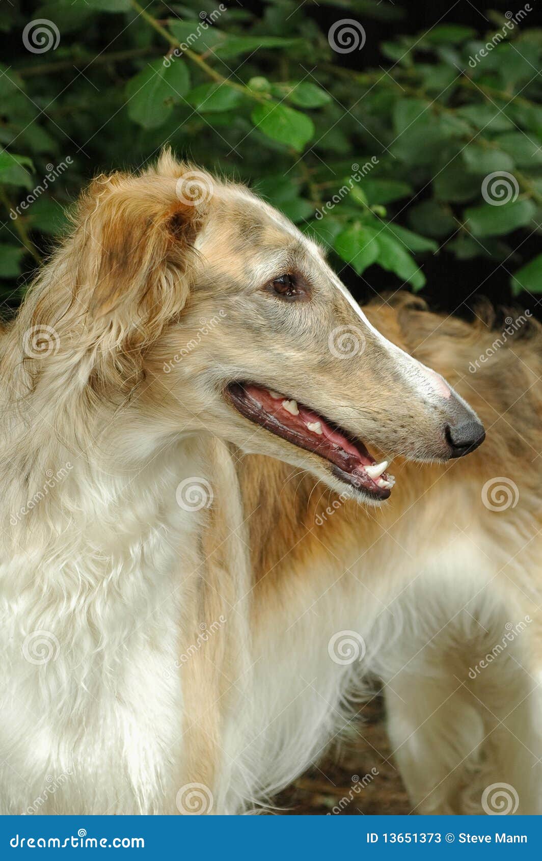 Borzoi stock image. Image of pedigree, domestic, greyhounds - 13651373