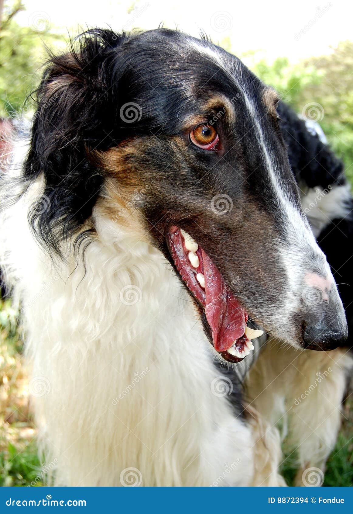 Borzoi stock photo. Image of tongue, dogs, white, animals - 8872394