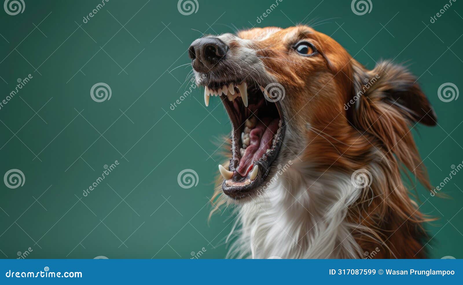 Borzoi, Angry Dog Baring Its Teeth, Studio Lighting Pastel Background ...