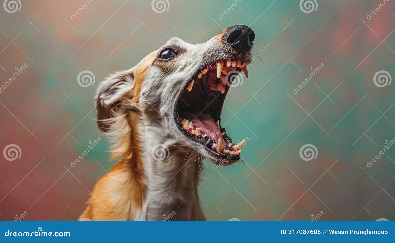 Borzoi, Angry Dog Baring Its Teeth, Studio Lighting Pastel Background ...
