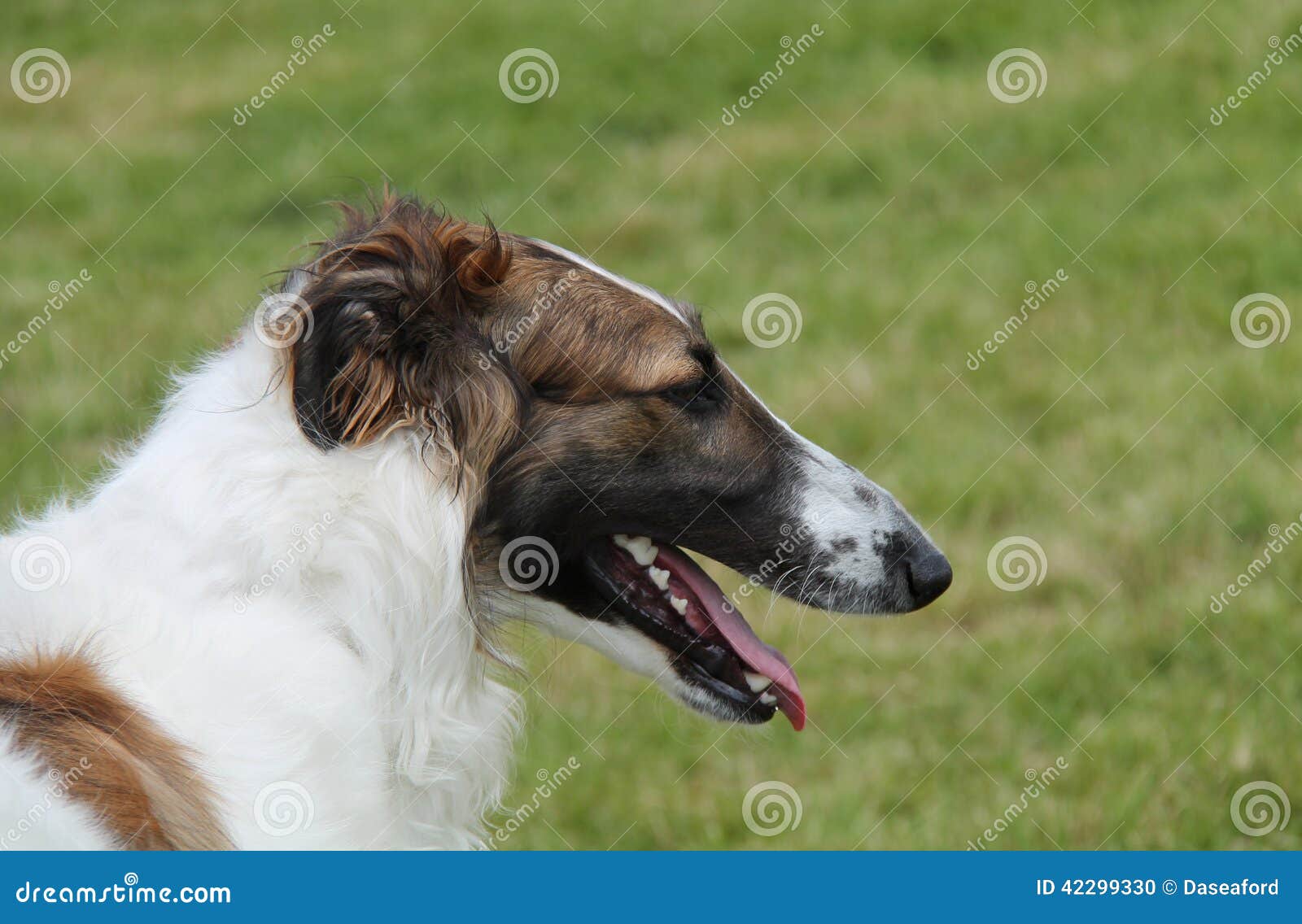 Borzoi Dog. stock photo. Image of pooch, rural, park - 42299330