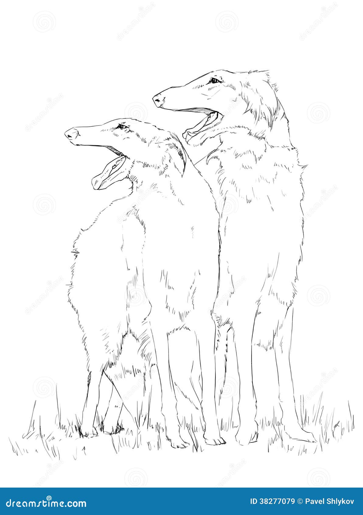 Borzoi dog pencil drawing stock illustration. Illustration of pooch ...