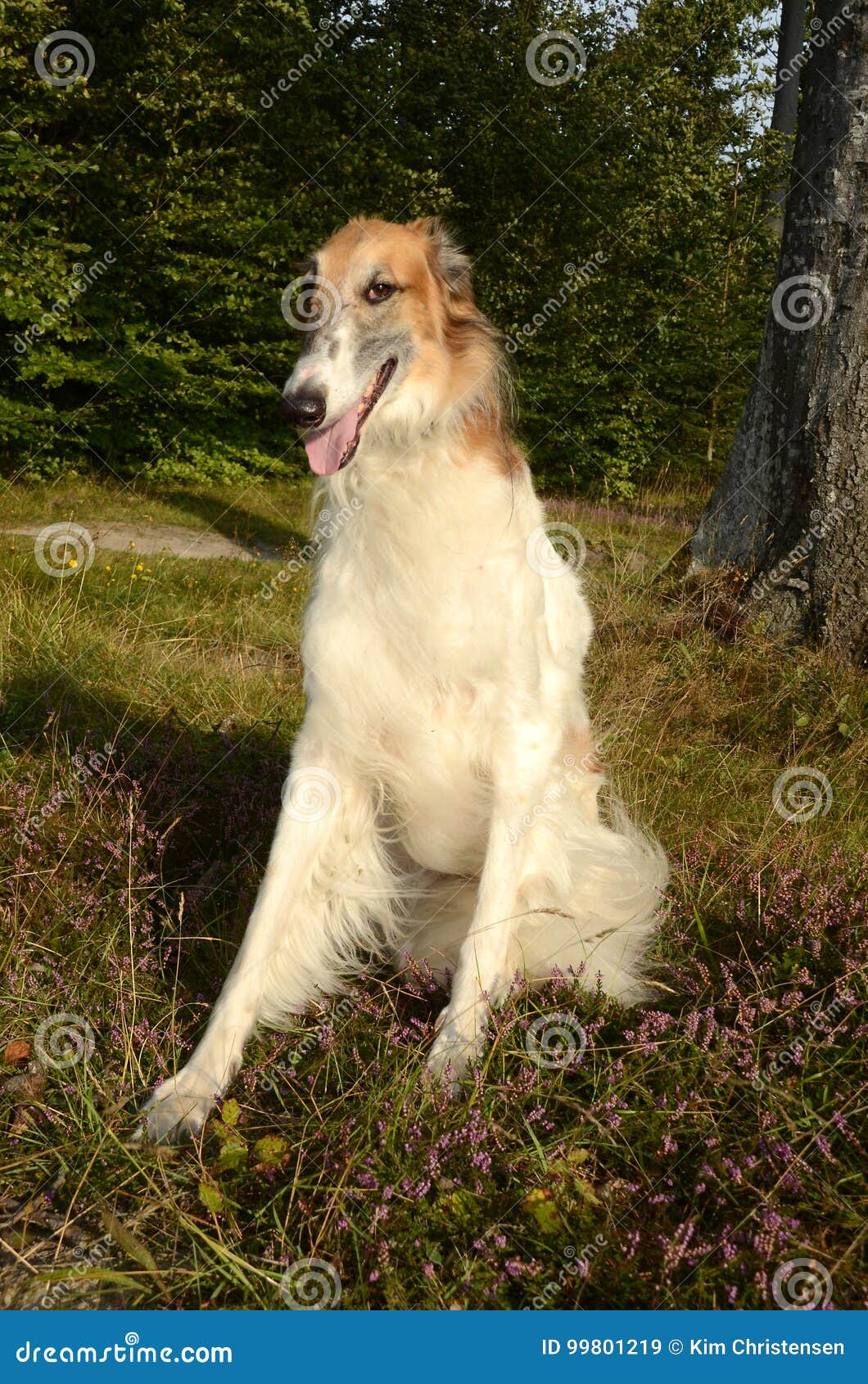 Borzoi stock image. Image of nose, borzoi, sitting, long - 99801219