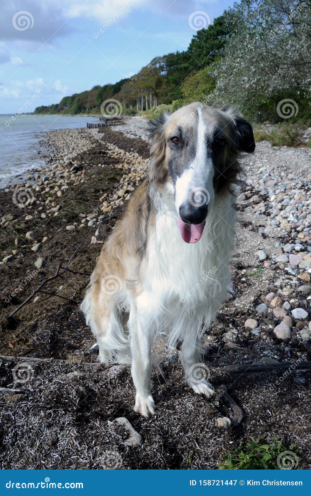 Borzoi Dog Seen in Front View at a Beach Stock Image - Image of face ...