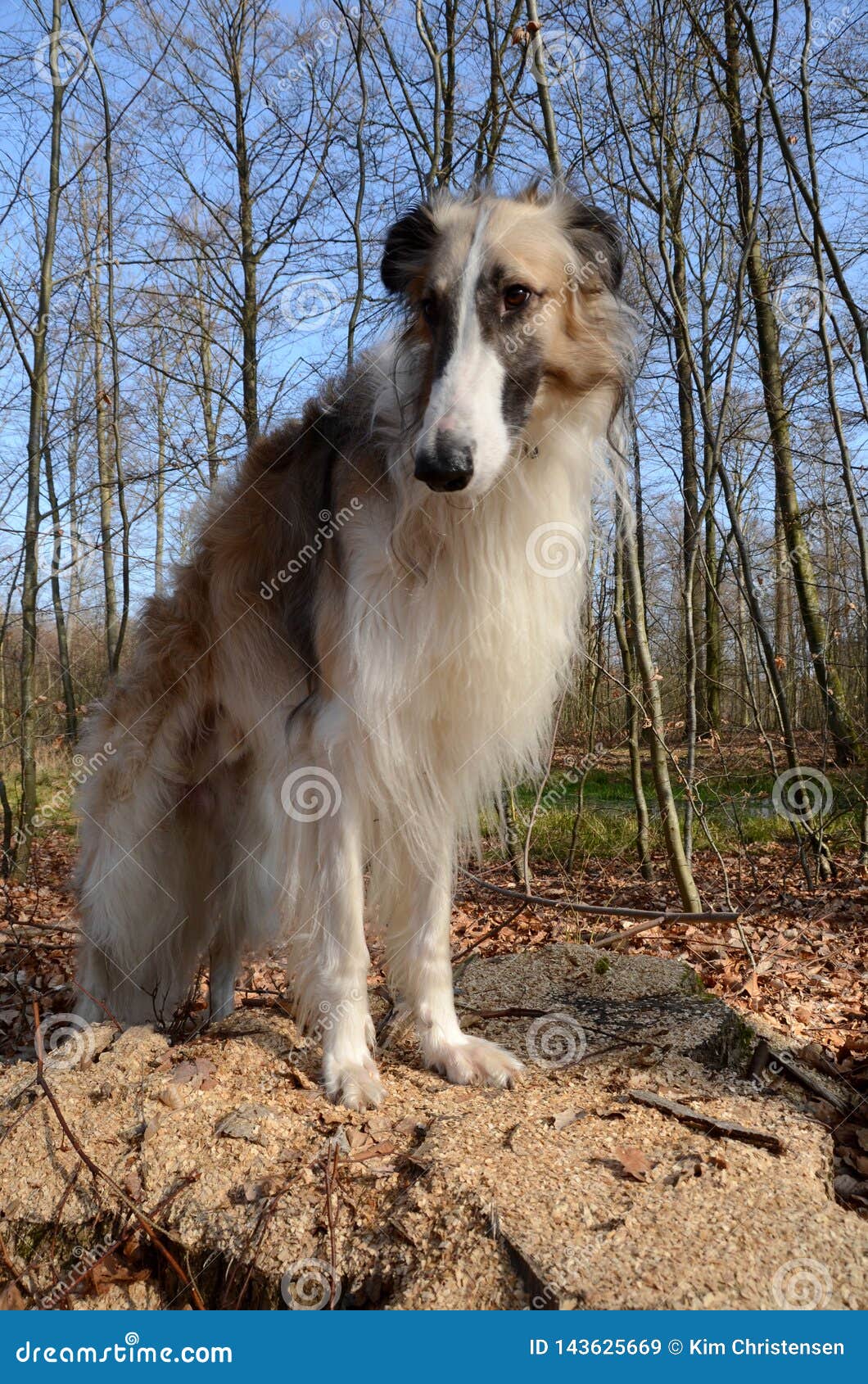 Borzoi Dog Standing in a Forest Stock Image - Image of lookng, sight ...