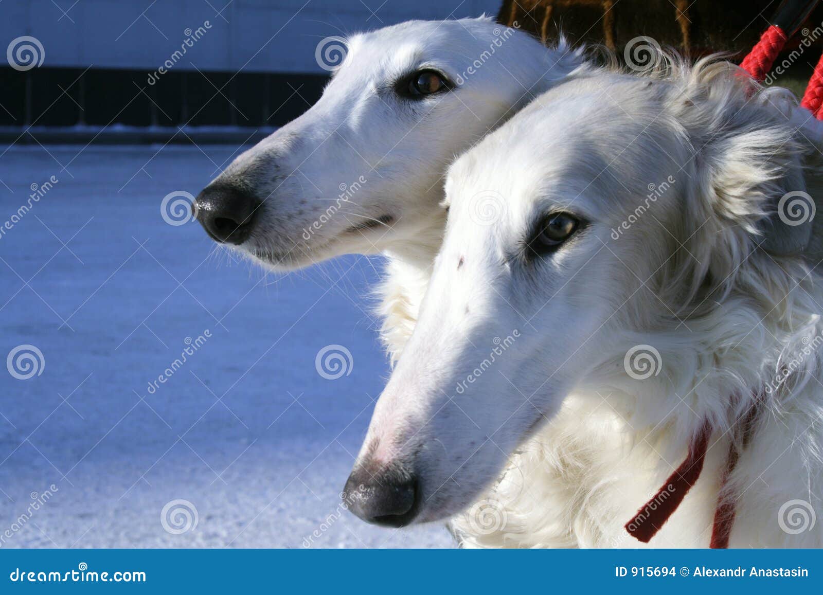 Borzoi dogs stock photo. Image of adorable, noses, head - 915694