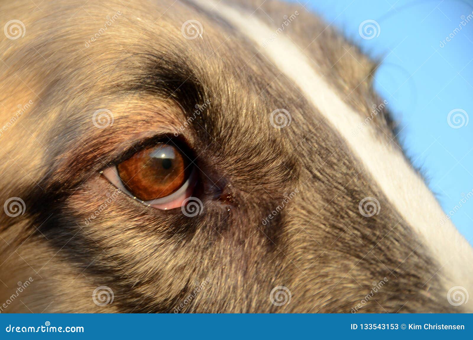 Borzoi eye closeup stock image. Image of texture, domestic - 133543153