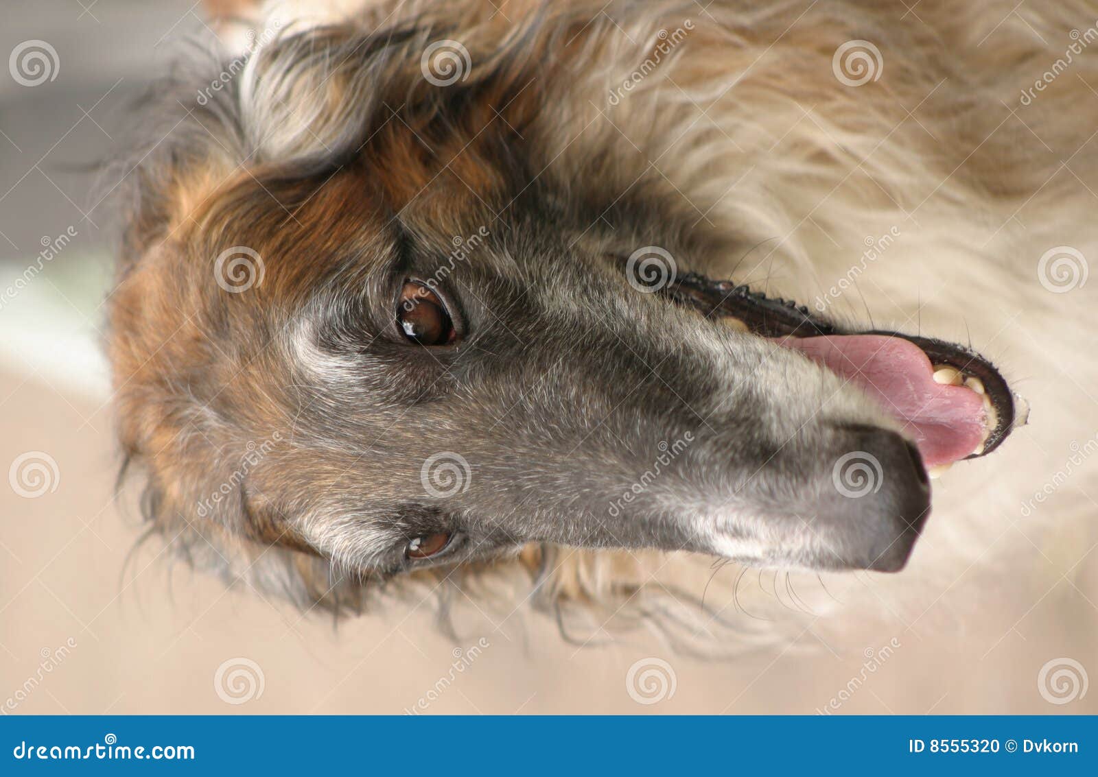 Borzoi face stock photo. Image of wolfhound, russian, carnivoran - 8555320